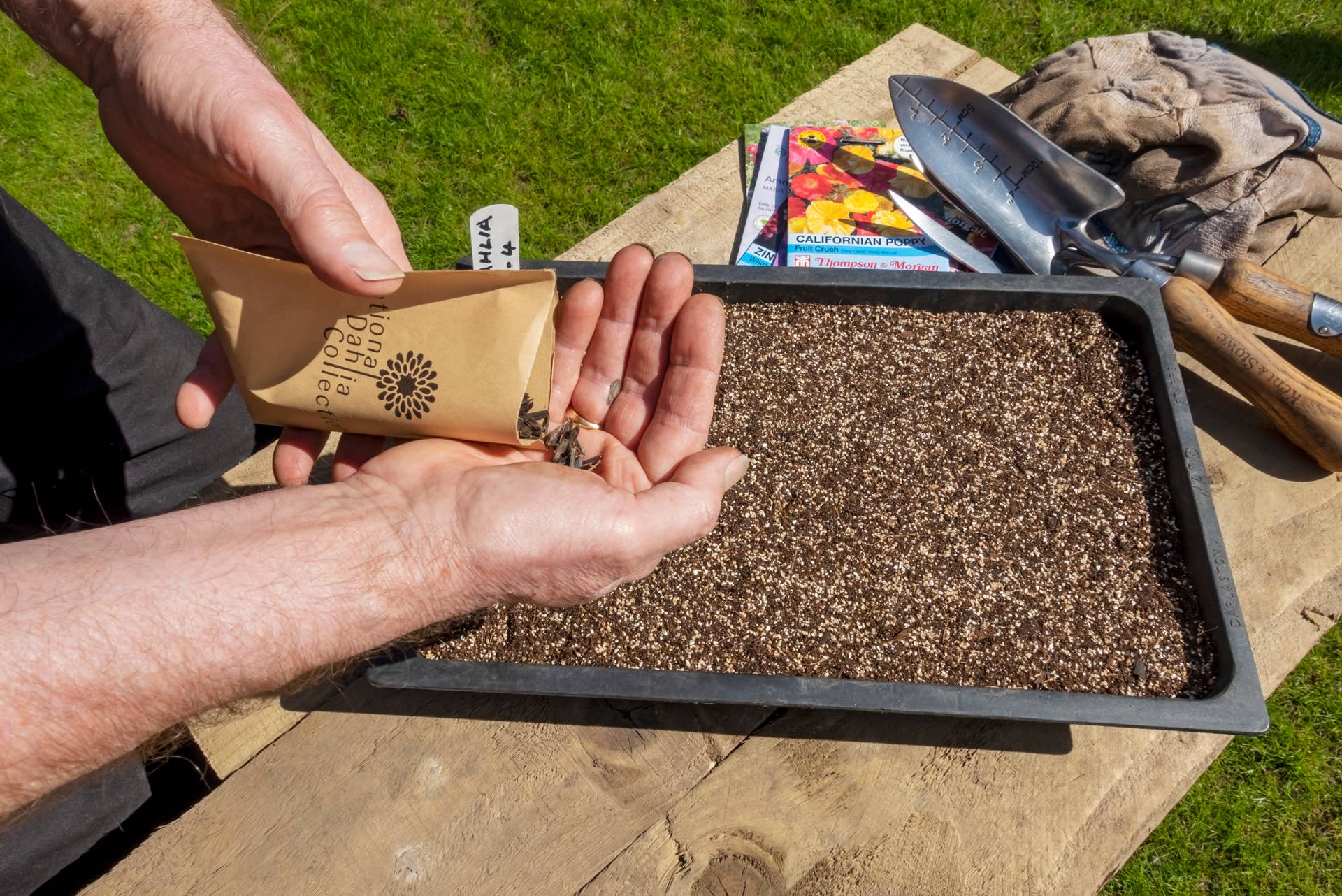 How and when to propagate dahlias - Dengarden