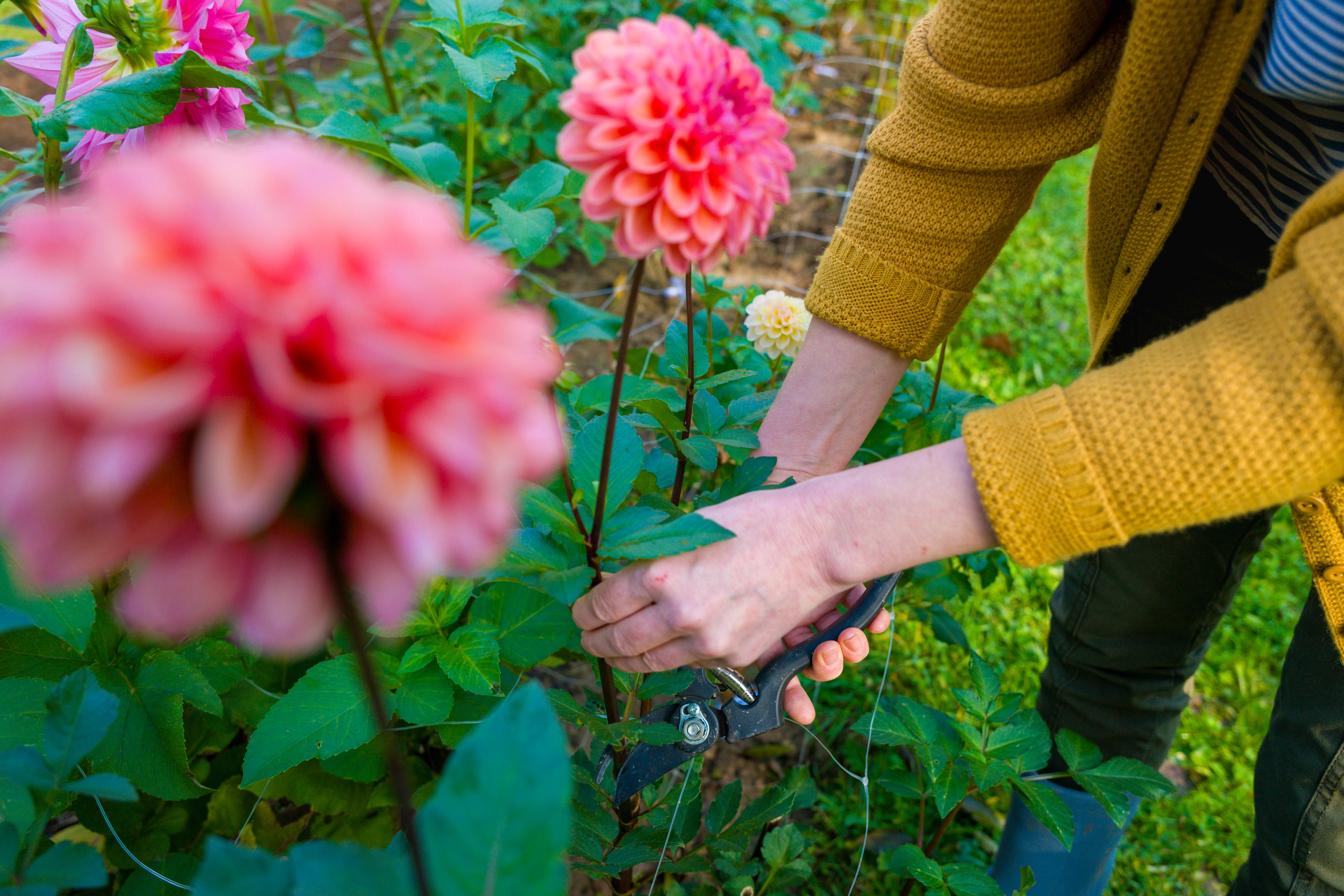 How and when to propagate dahlias - Dengarden
