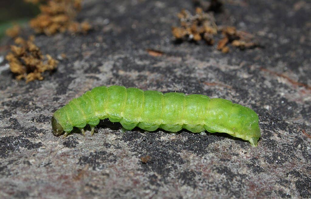Green caterpillar identification guide with photos - Dengarden