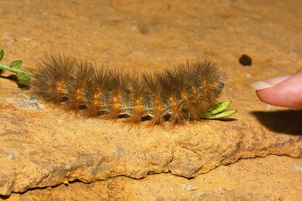 Brown Caterpillar Identification Guide, With Picture - Dengarden