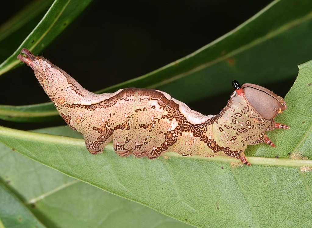 Brown Caterpillar Identification Guide, With Picture - Dengarden