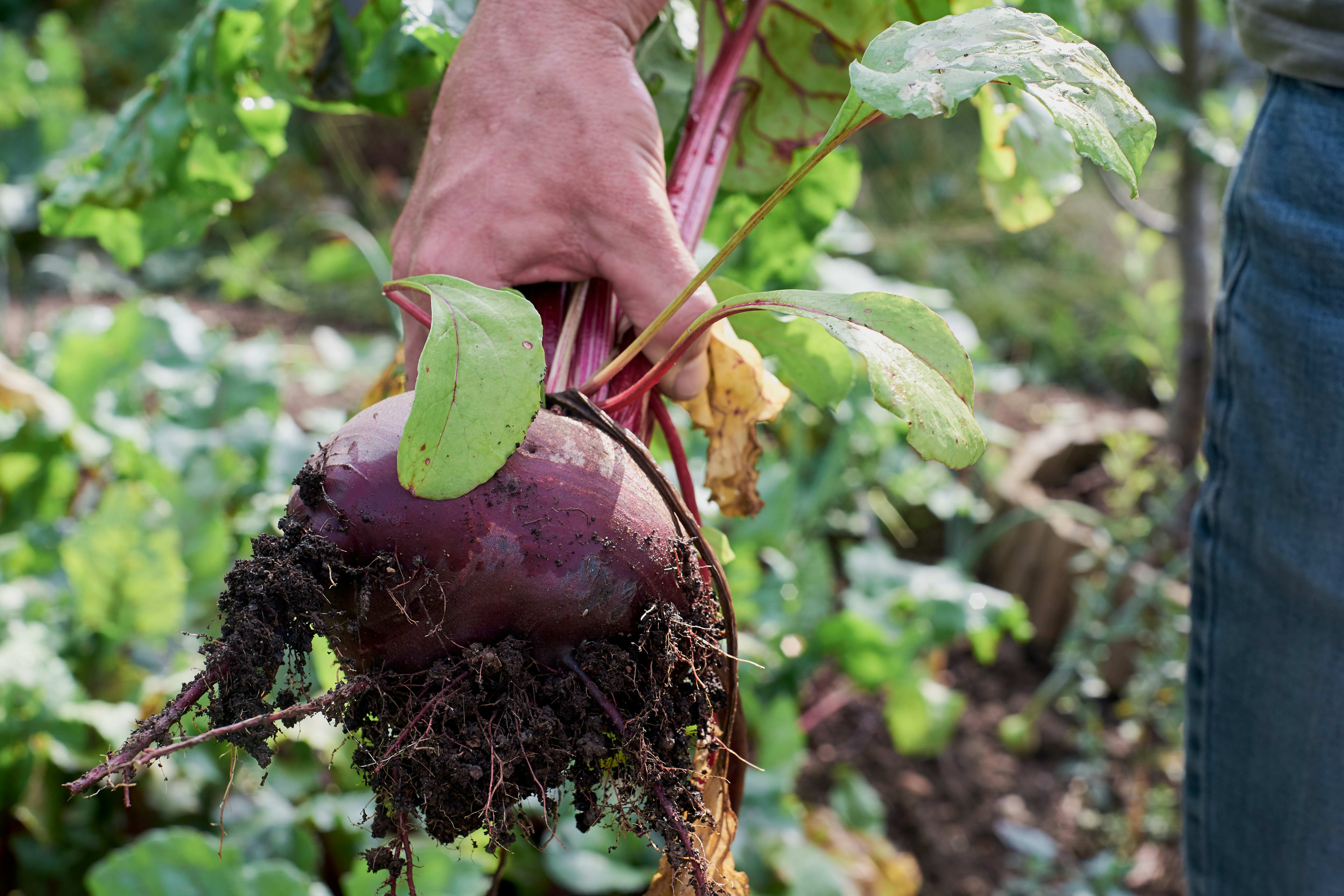 How To Store Root Vegetables Through the Winter - Dengarden