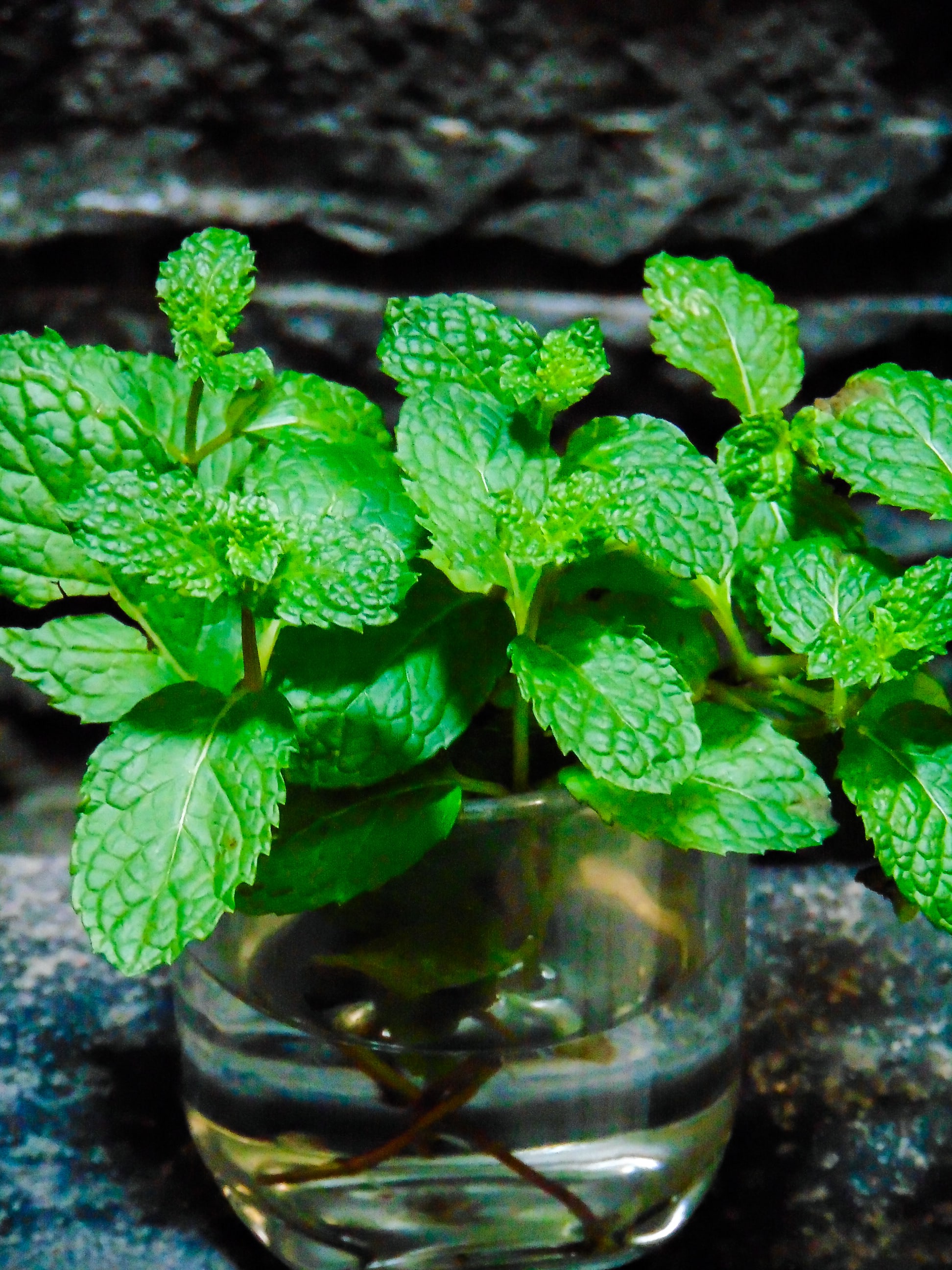 Best herbs and vegetables to grow in a hydroponic garden - Dengarden