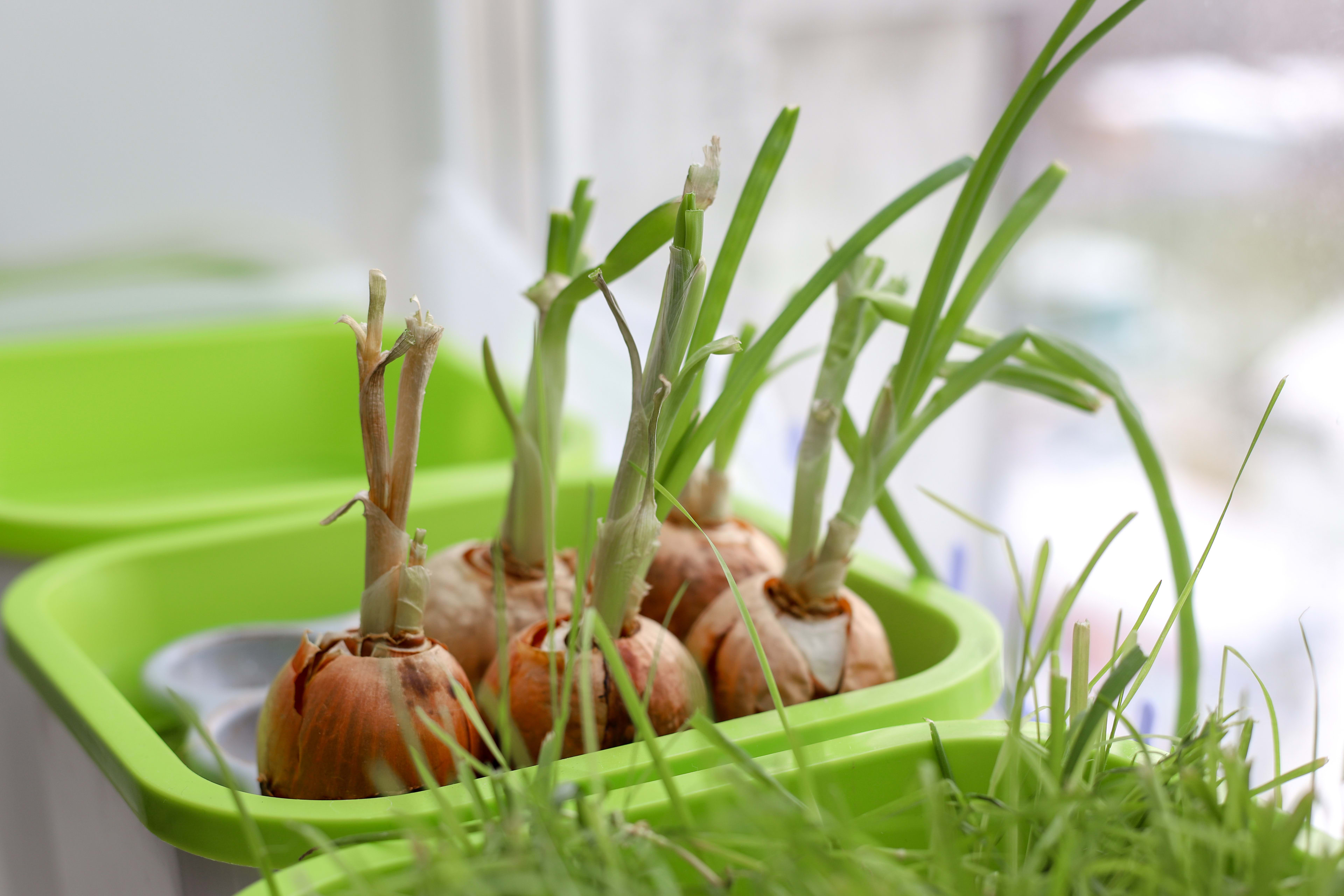 Best herbs and vegetables to grow in a hydroponic garden - Dengarden