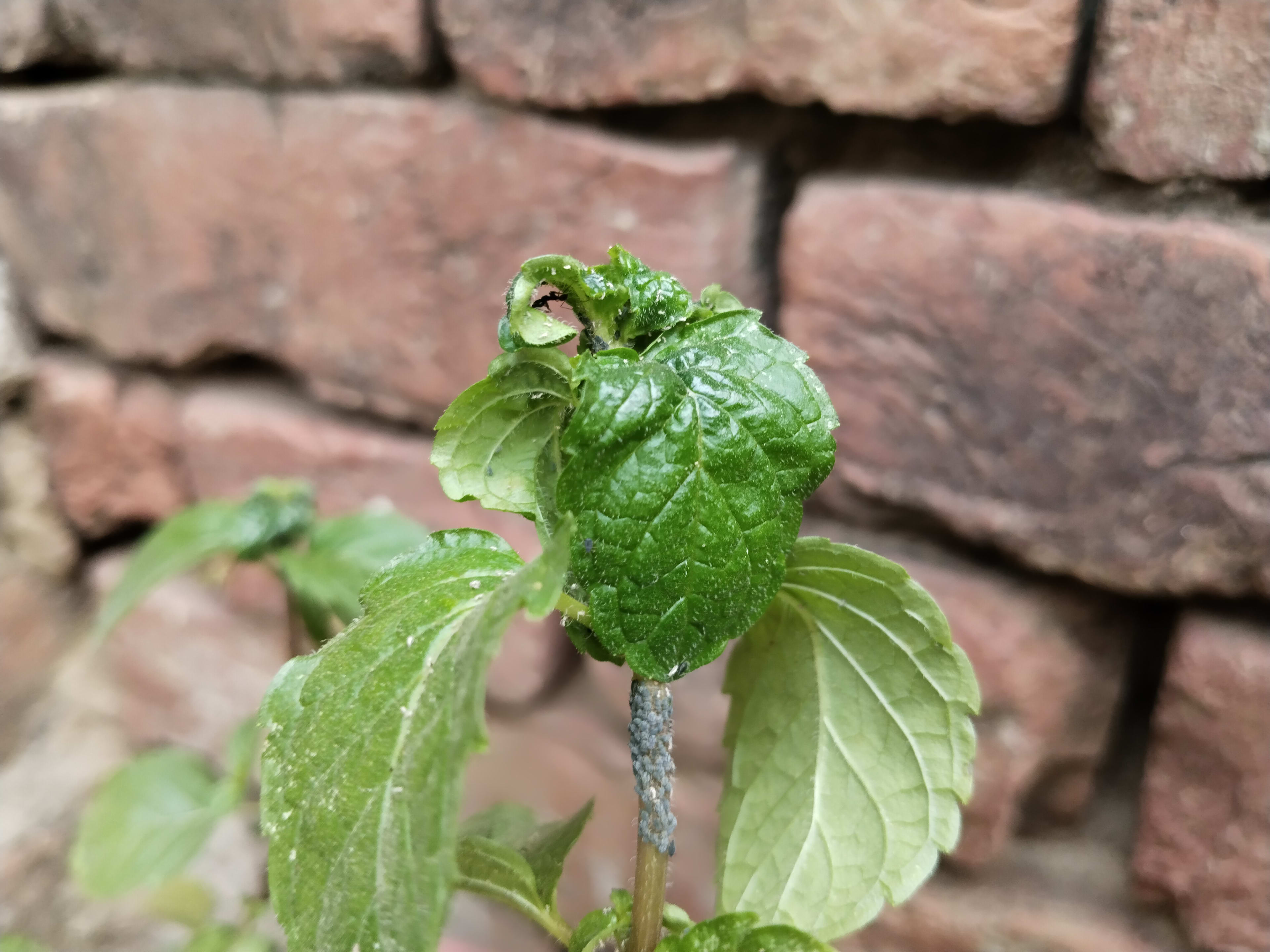 How to identify and get rid of mint plant pests - Dengarden