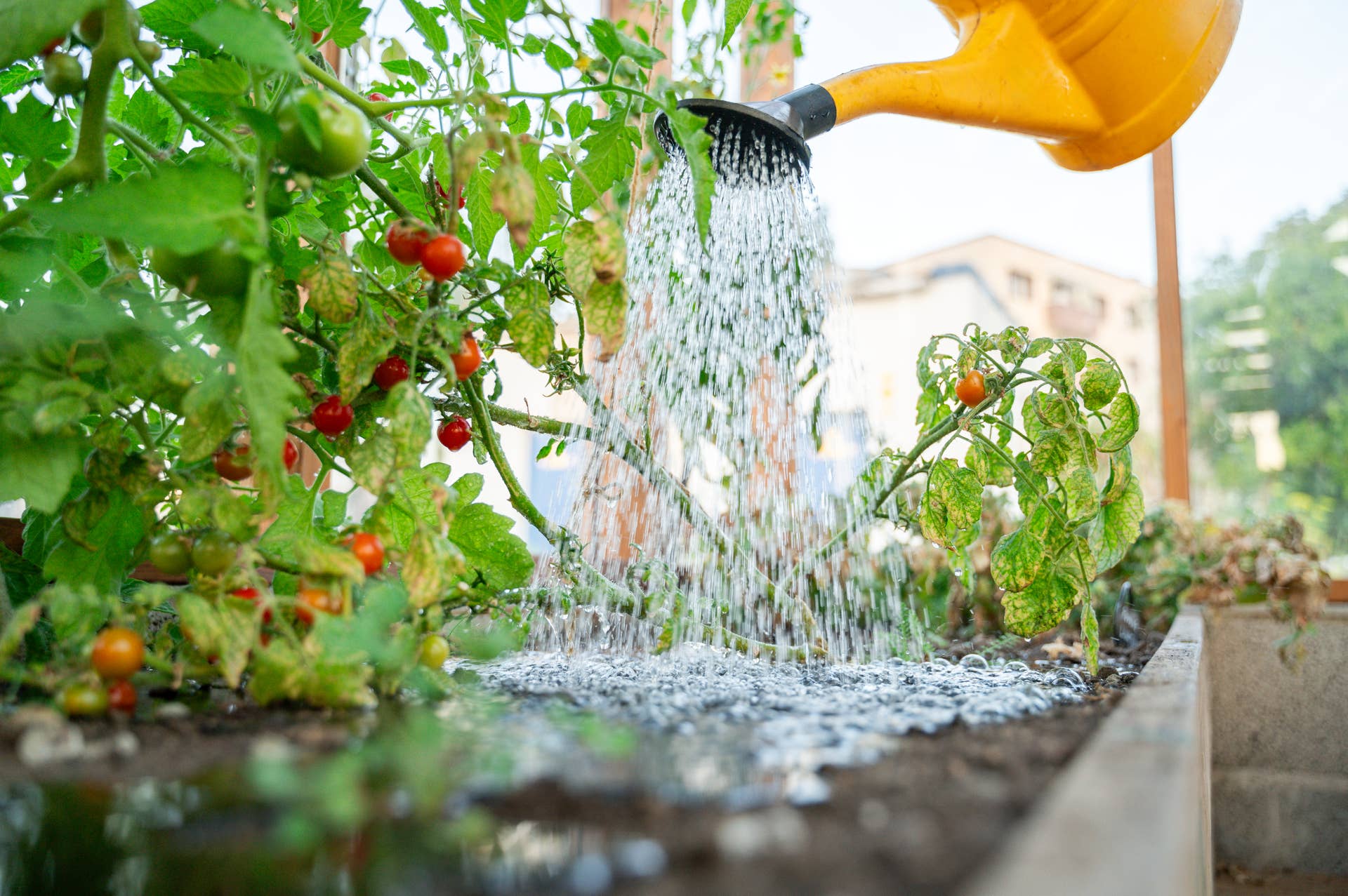 Why Your tomato Plant Is Dropping Flowers—and What to Do About It ...