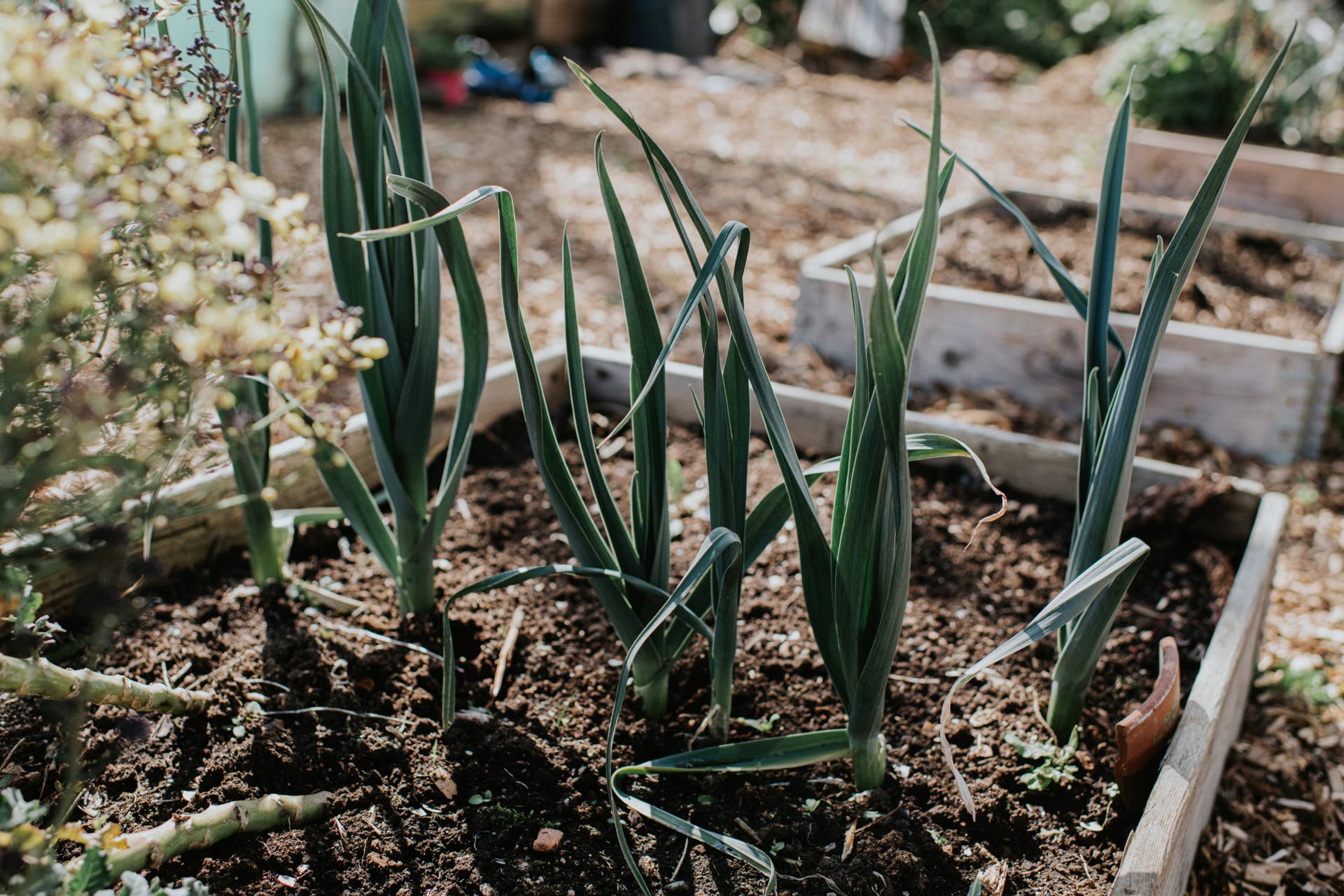 Is It Too Late to Plant Lettuce? - Dengarden