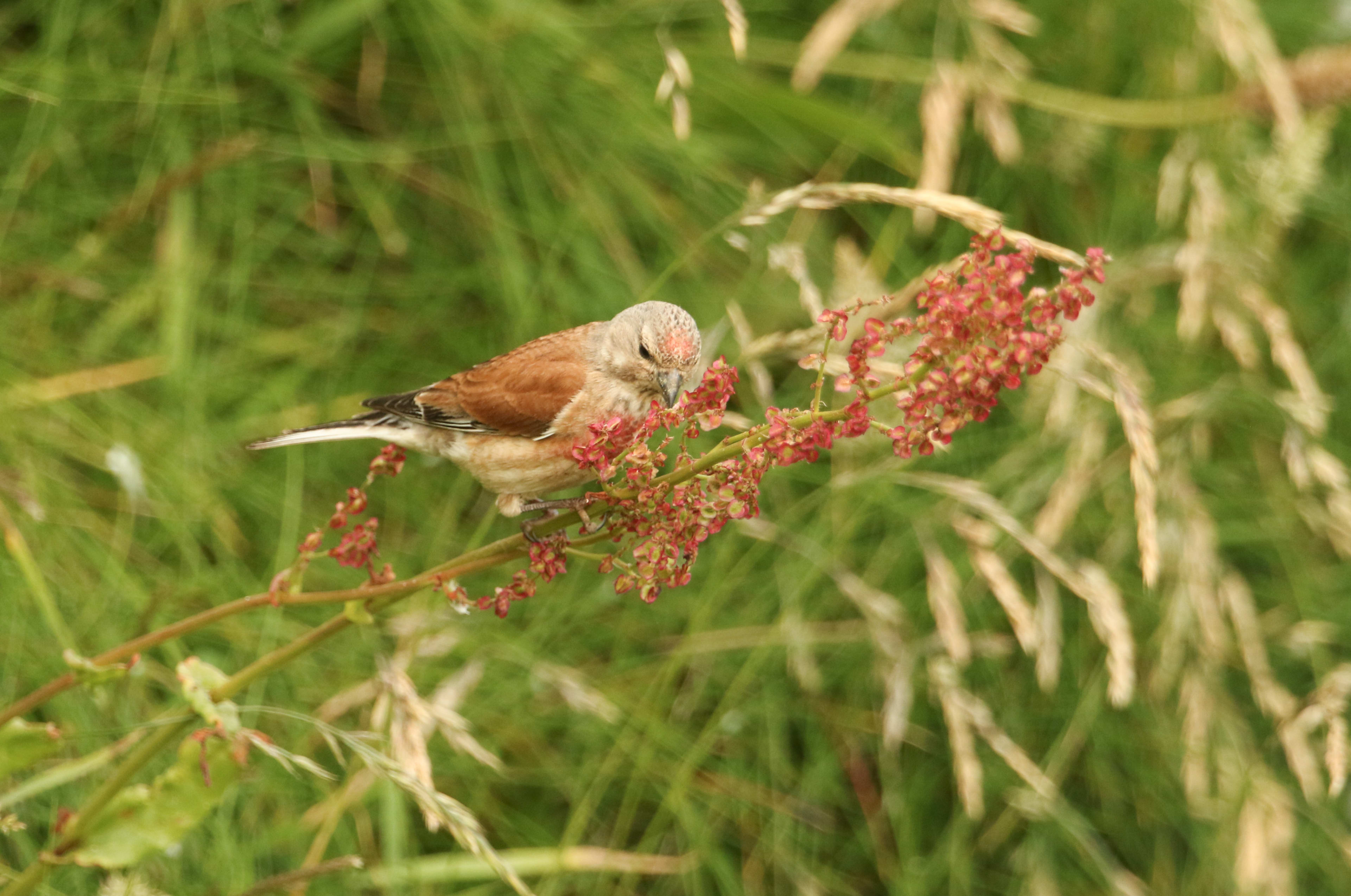 What Plants are in Bird Seed: Surprising Natural Ingredients Revealed ...