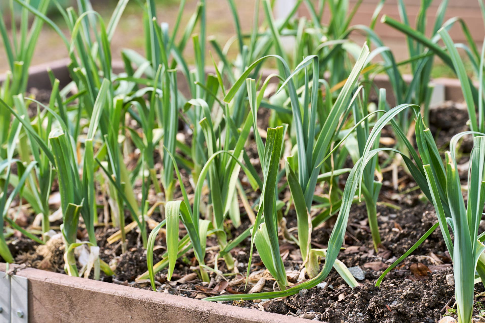 How to Plant and Grow Garlic Like a Pro - Dengarden