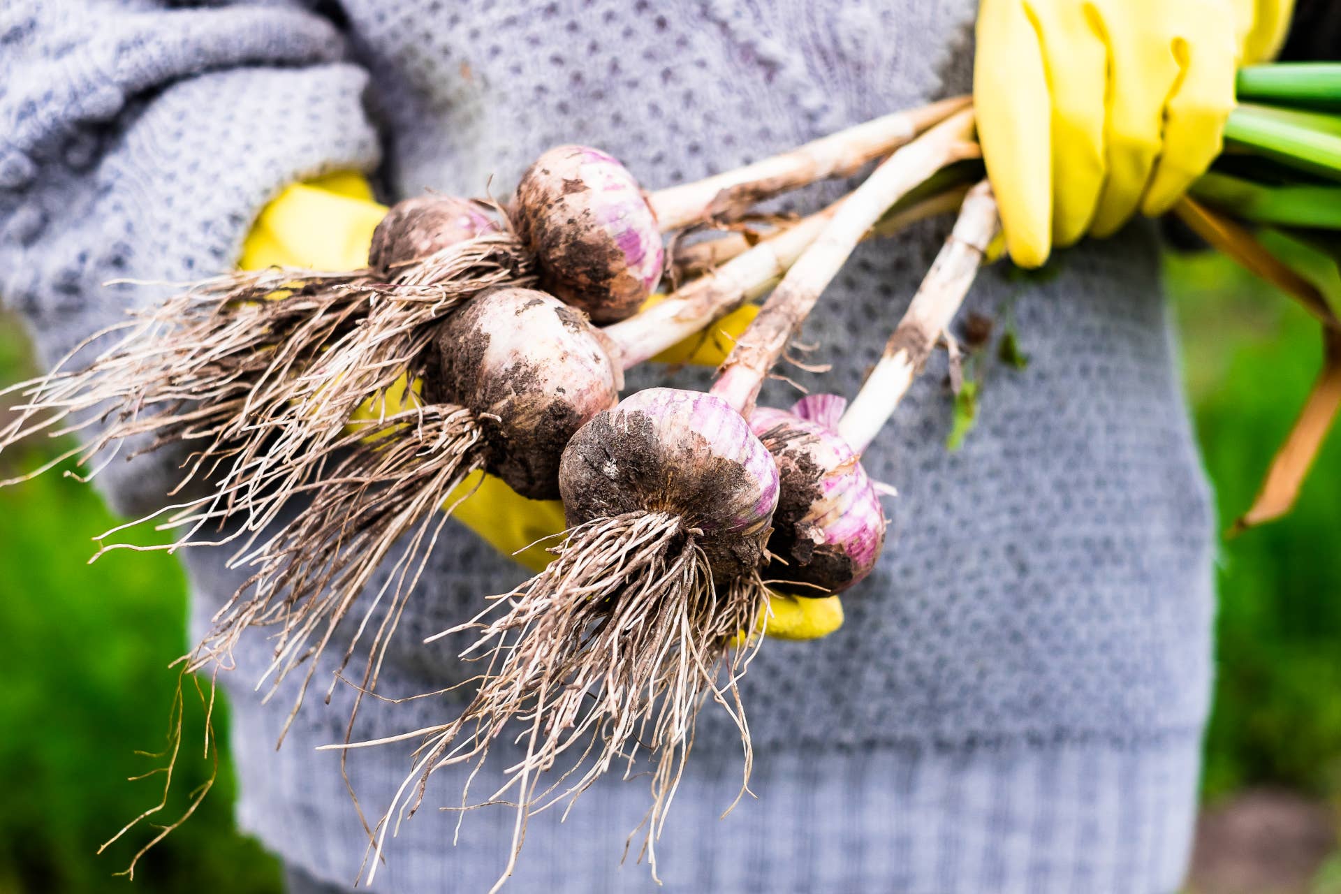 How to Plant and Grow Garlic Like a Pro - Dengarden