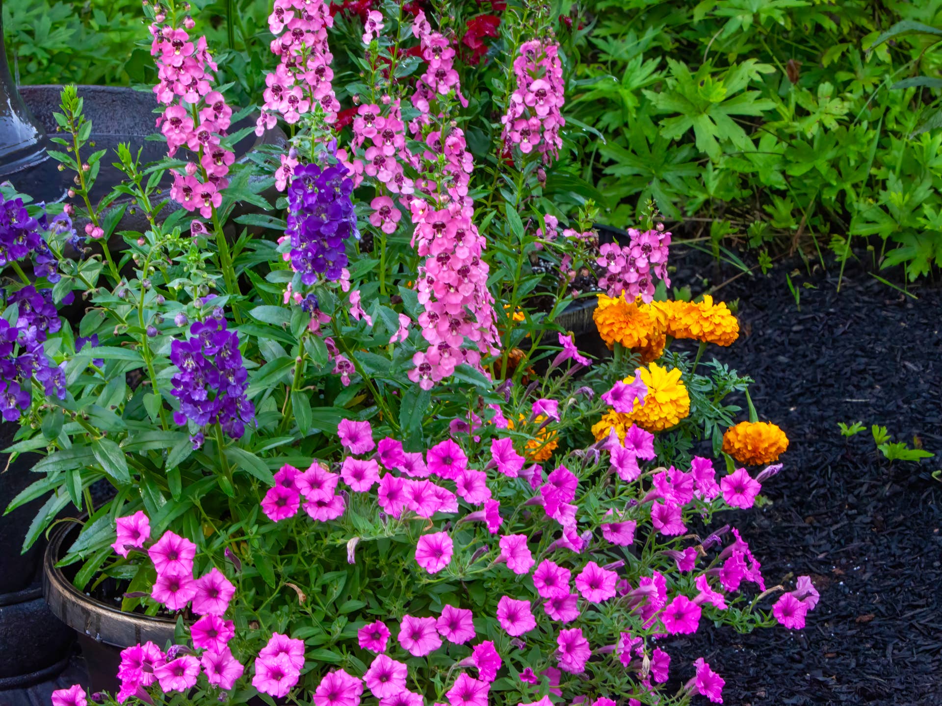 How to Harvest and Store Seeds From Your Summer Flowers - Dengarden