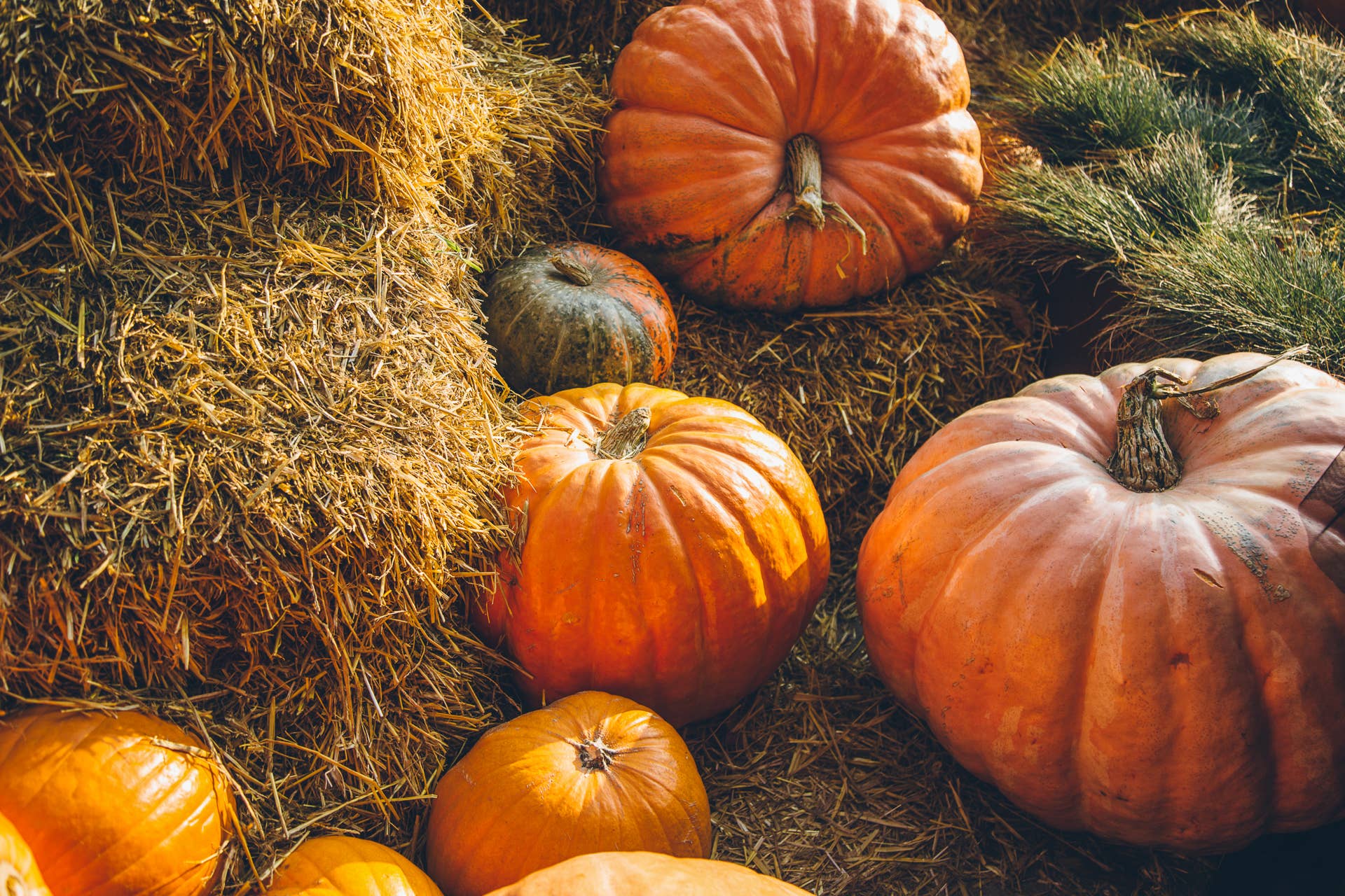 When to Harvest Pumpkins So They're Just Right - Dengarden