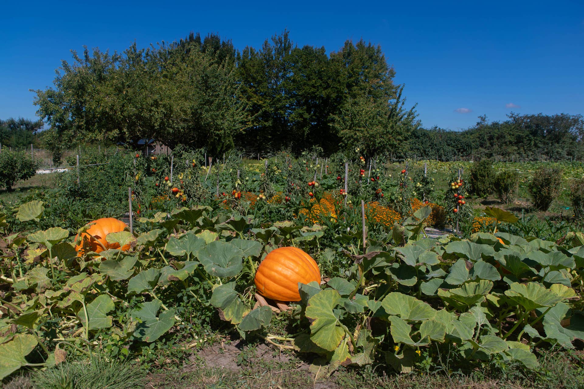When to Harvest Pumpkins So They're Just Right - Dengarden