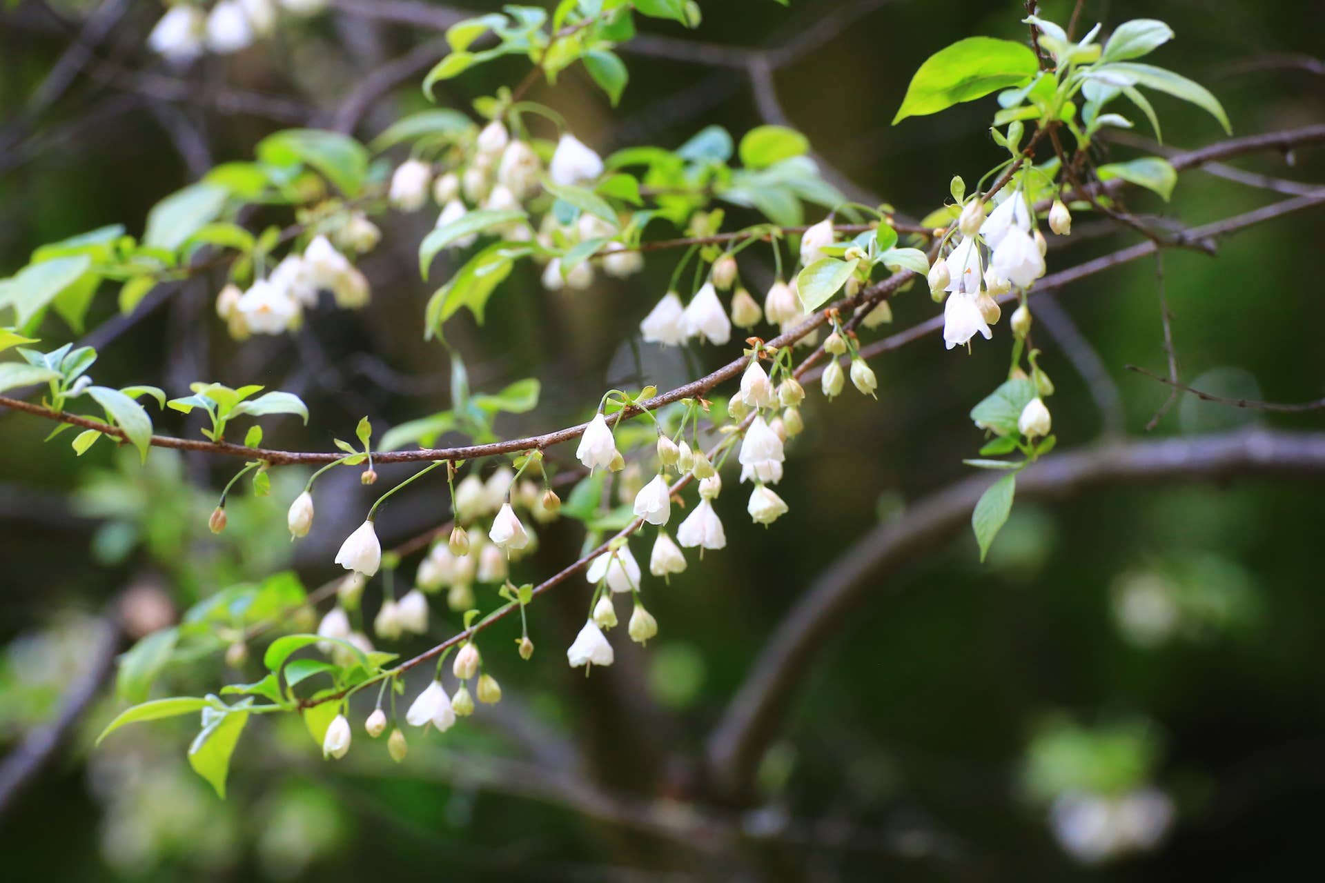 The Best Small Trees for a Small Yard or Garden - Dengarden