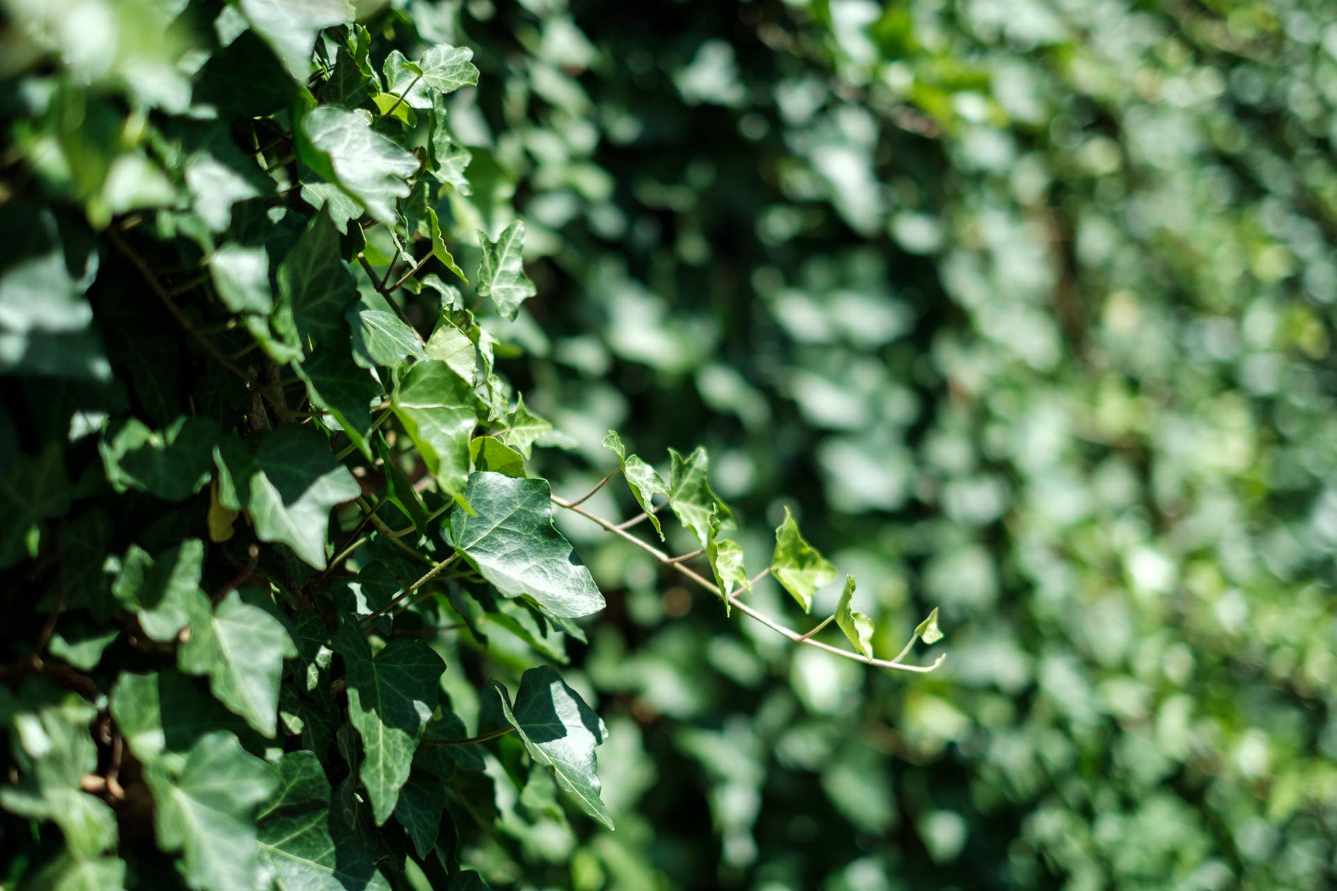 Invasive Vines You'll Regret Planting in Your Yard - Dengarden