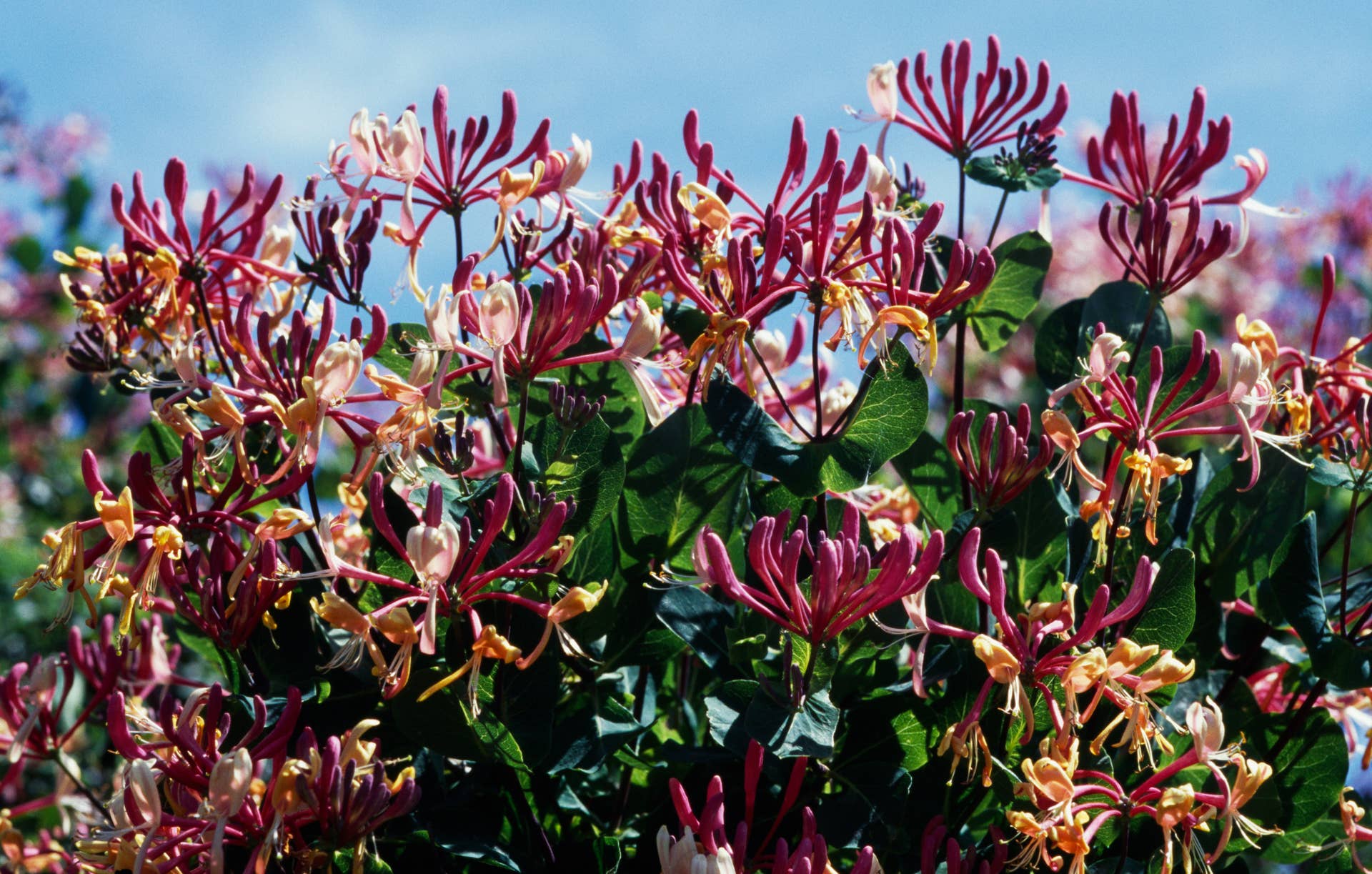 Invasive Vines You'll Regret Planting in Your Yard - Dengarden