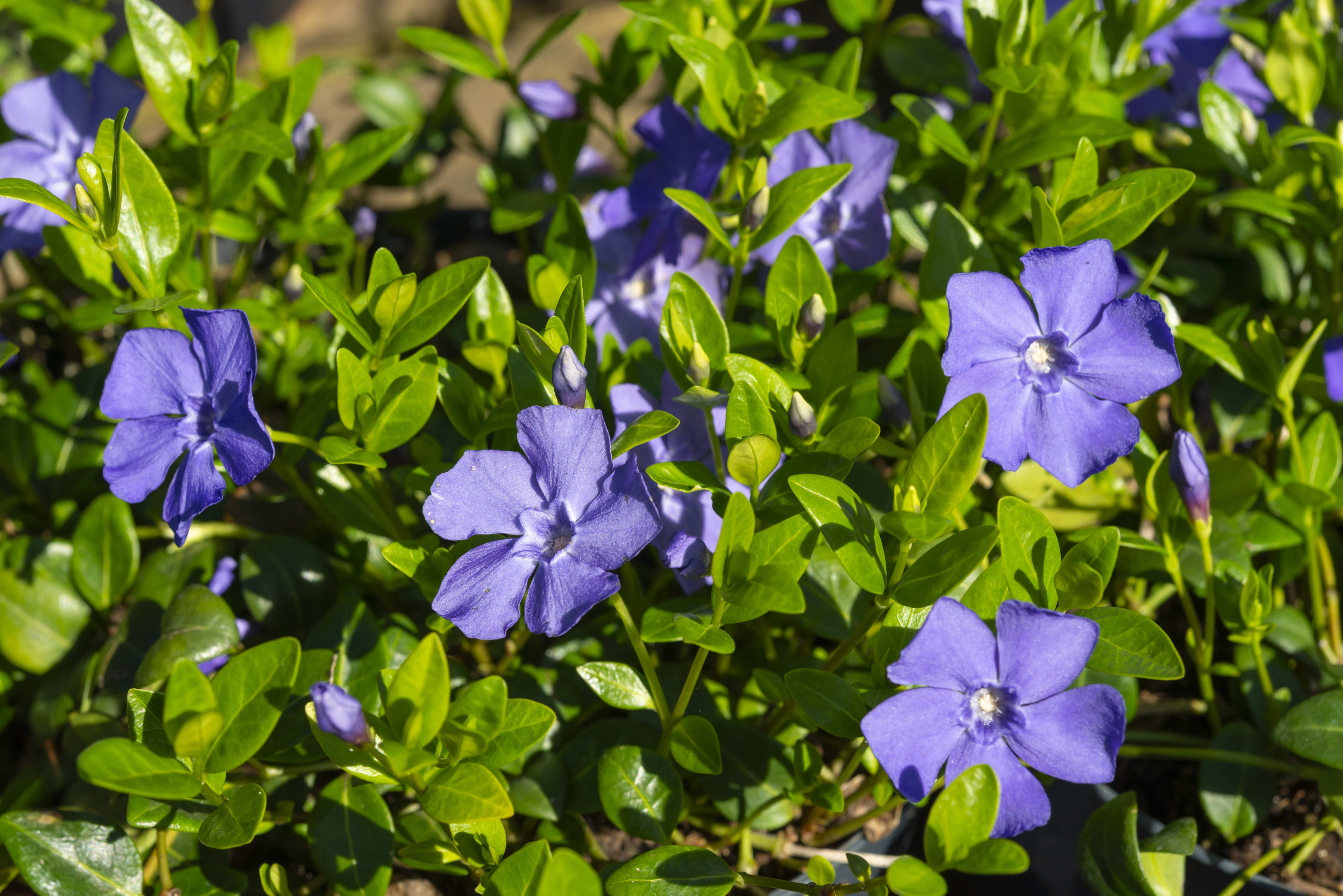 Invasive Vines You'll Regret Planting in Your Yard - Dengarden