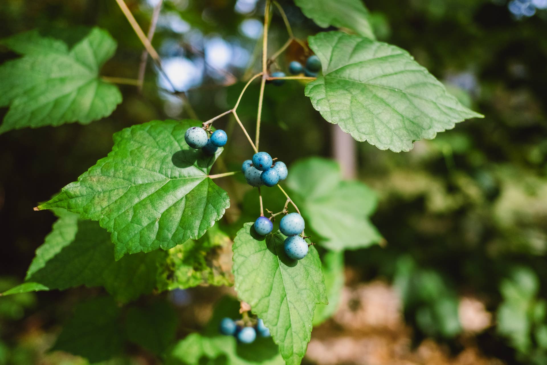Invasive Vines You'll Regret Planting in Your Yard - Dengarden