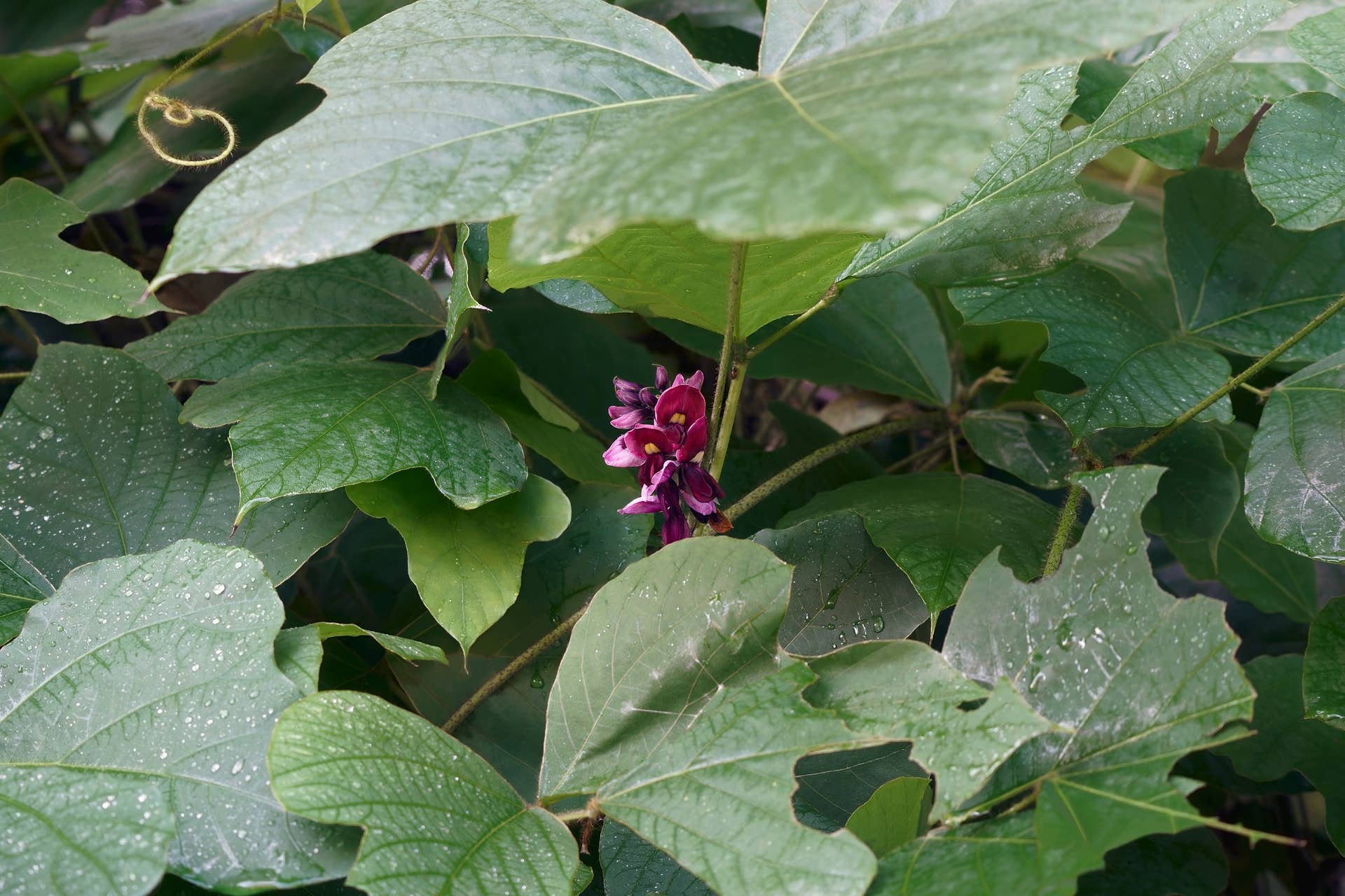 Invasive Vines You'll Regret Planting in Your Yard - Dengarden