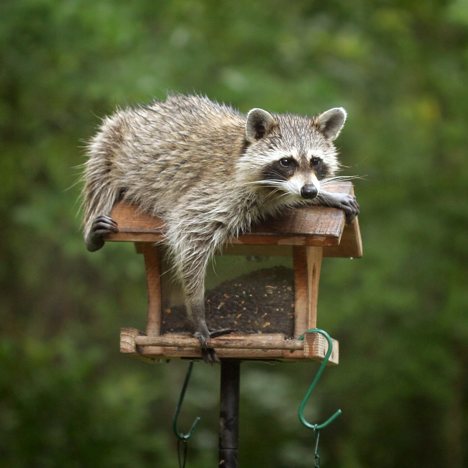 How to deter raccoons from your property - Dengarden