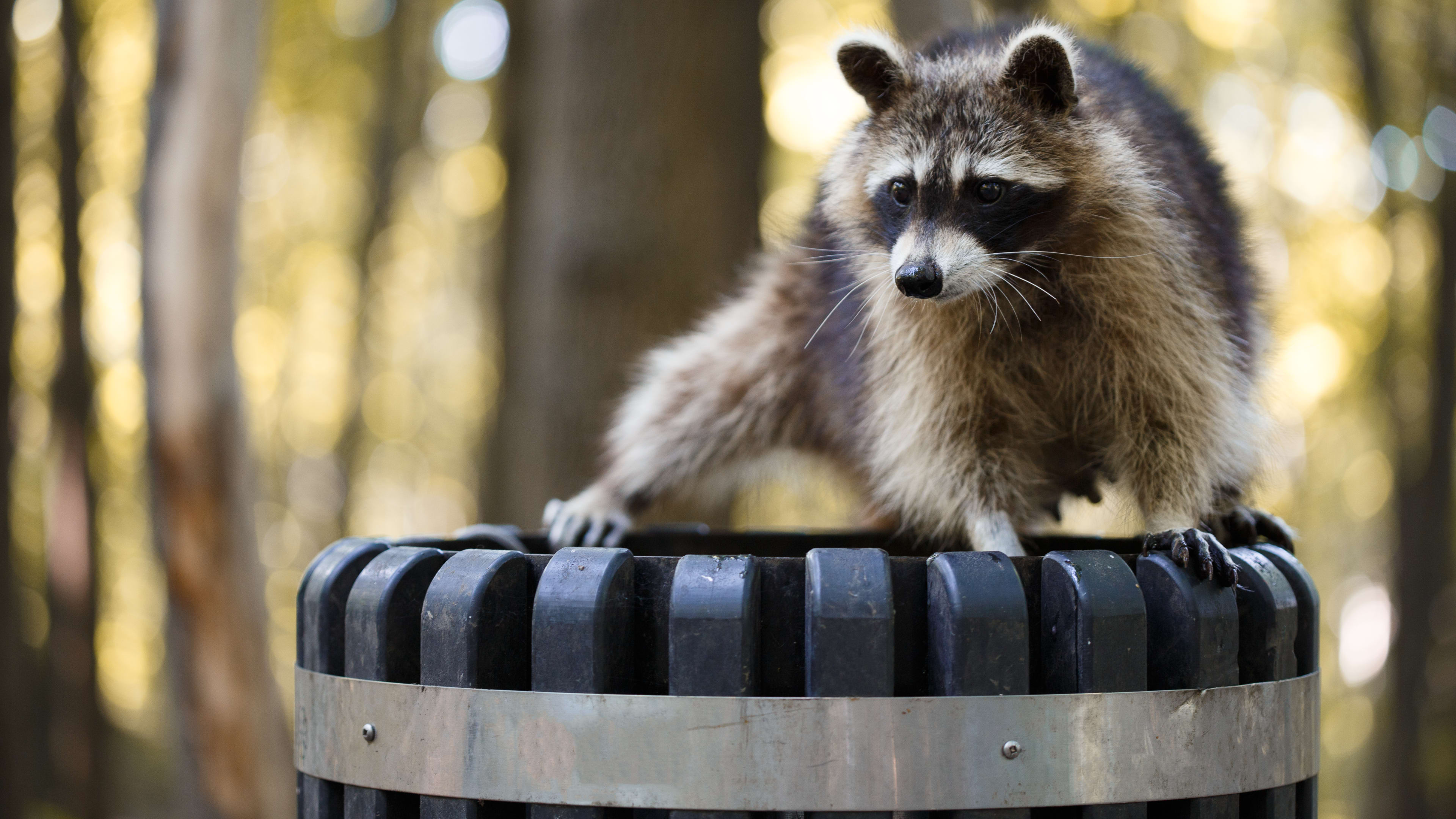 How to deter raccoons from your property - Dengarden
