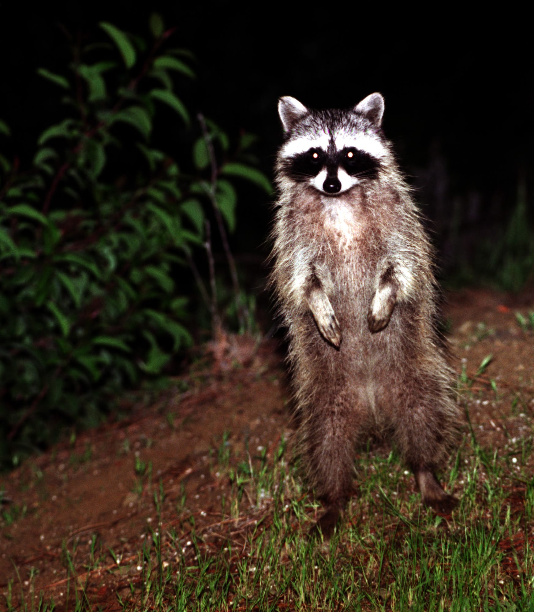 How to deter raccoons from your property - Dengarden