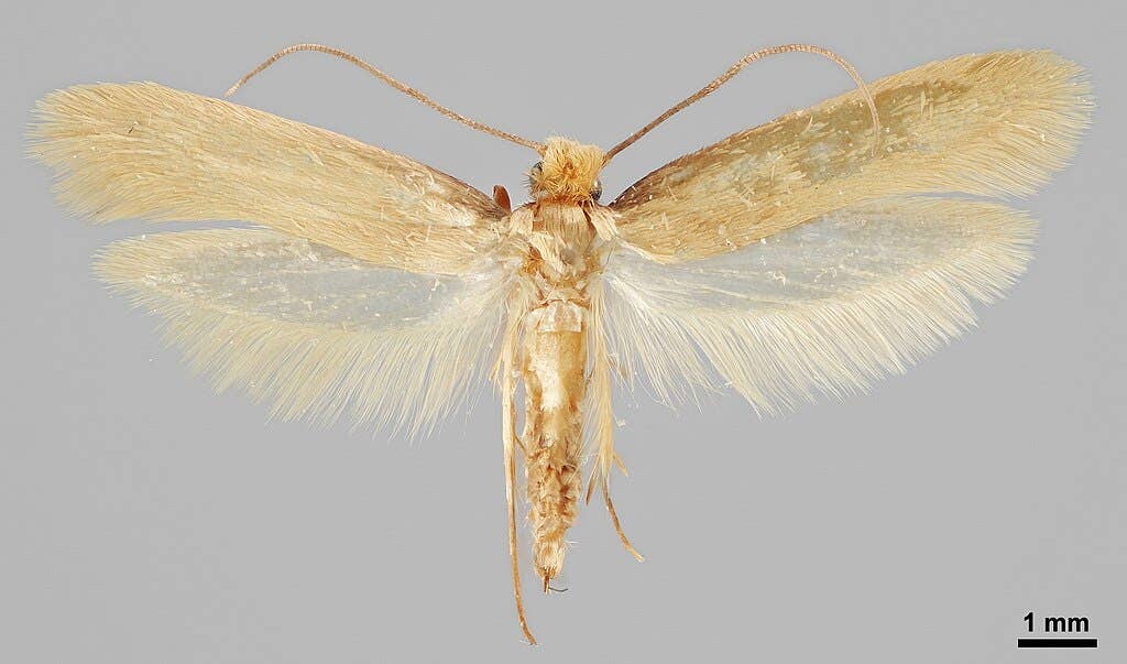 How to Identify and Get Rid of Clothes Moths in Your Home - Dengarden