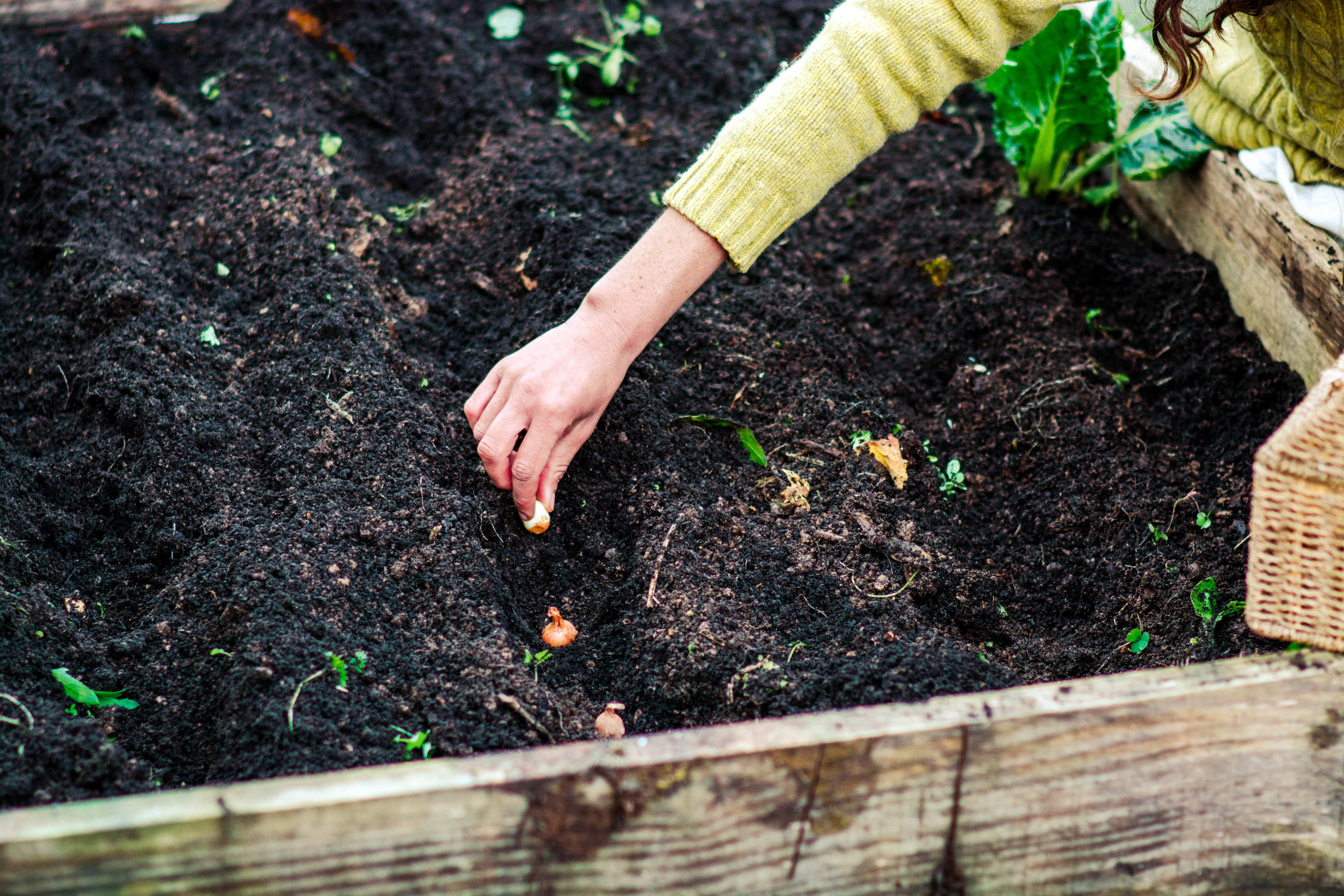 The Exact Right Time to Plant Fall Bulbs for Spring Color - Dengarden