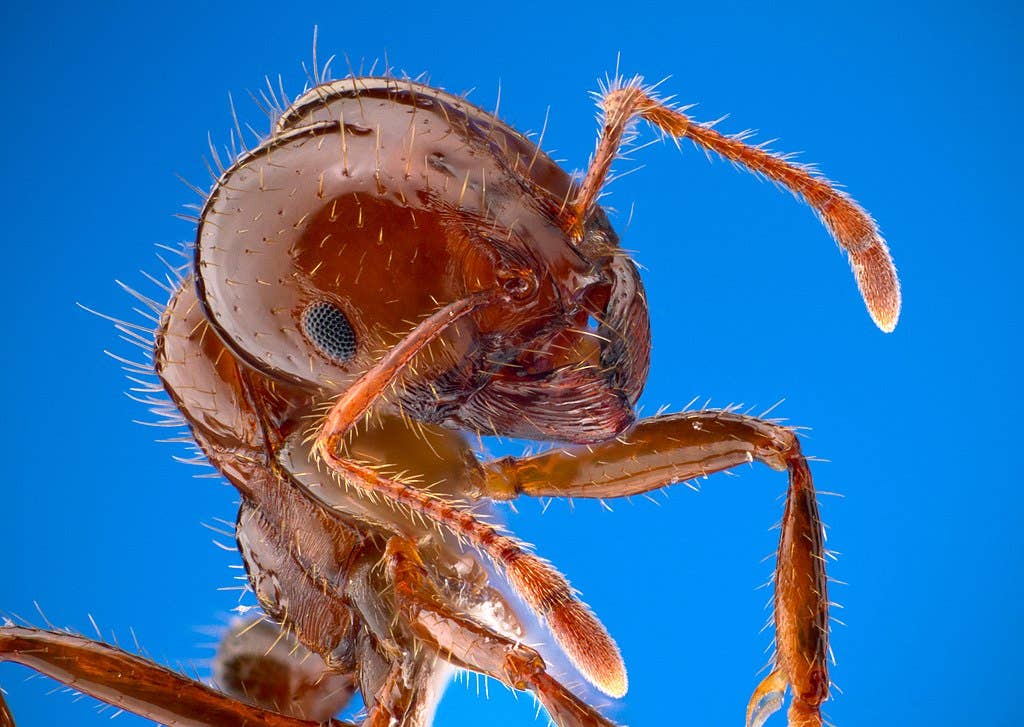 Red Imported Fire Ants–What You Need to Know - Dengarden