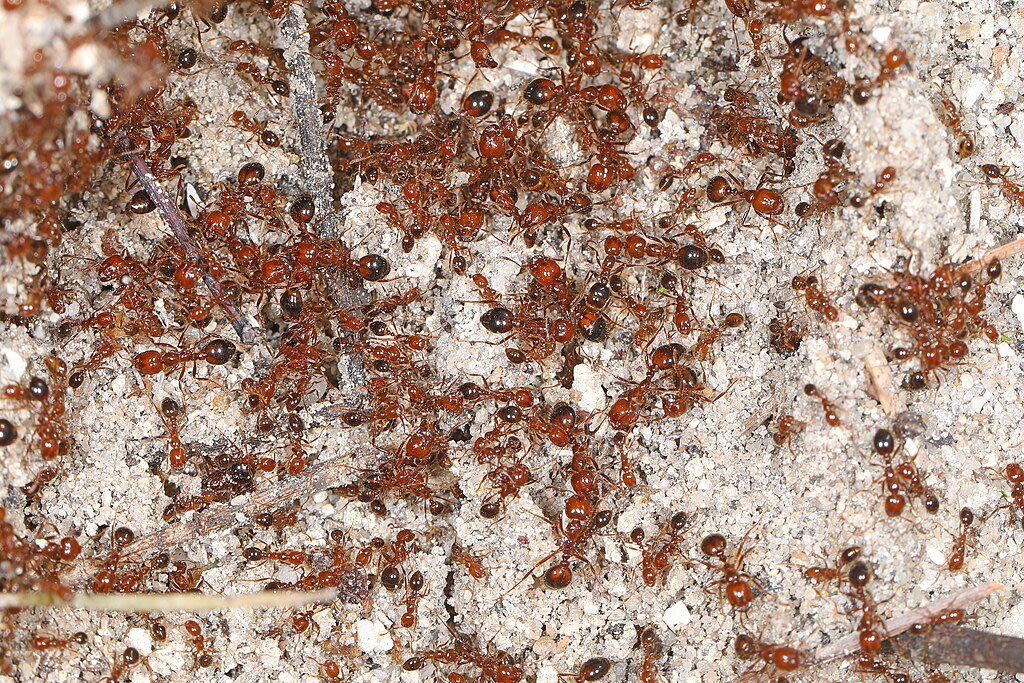 Red Imported Fire Ants–What You Need to Know - Dengarden