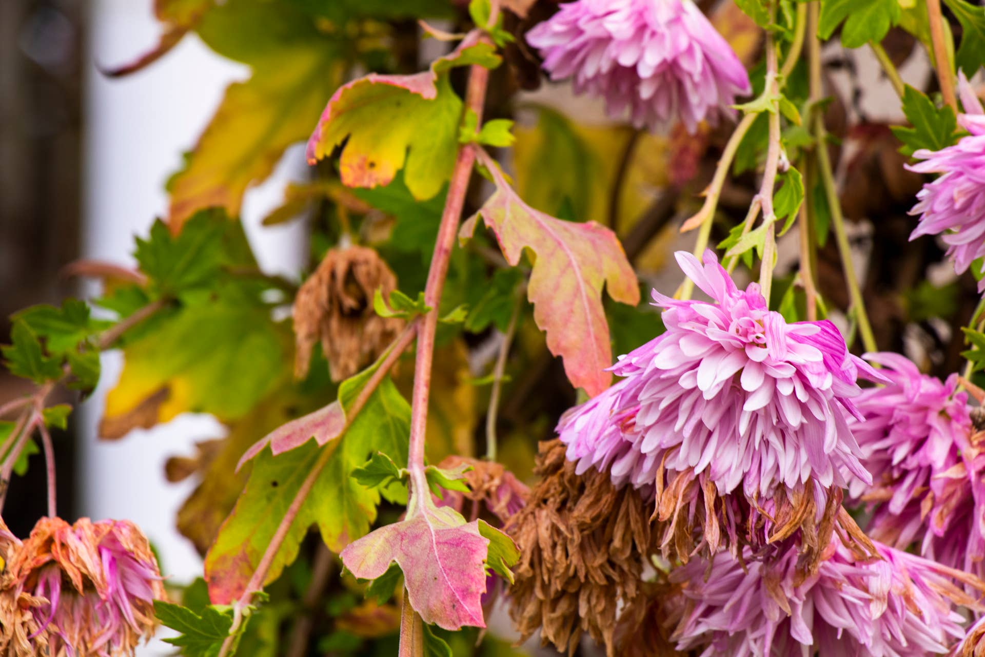 Here's Why Your Mums Always Die, According to a Florist - Dengarden