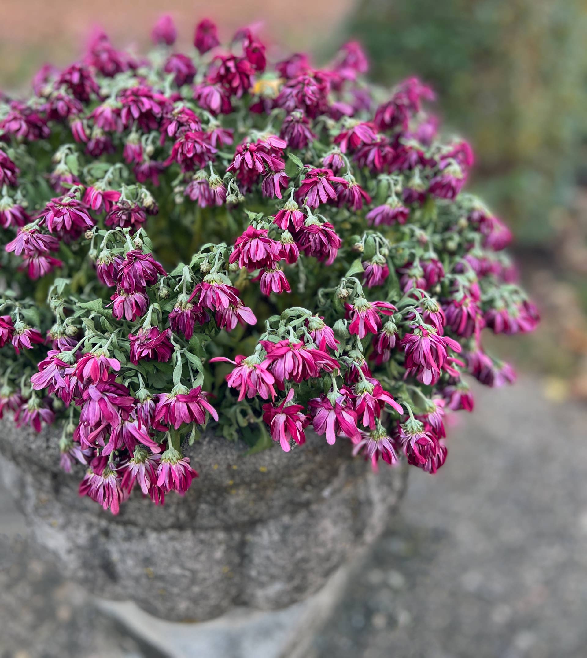 Here's Why Your Mums Always Die, According to a Florist - Dengarden