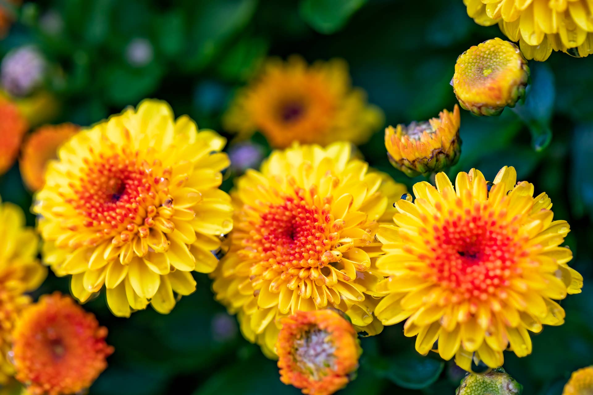 Here's Why Your Mums Always Die, According to a Florist - Dengarden