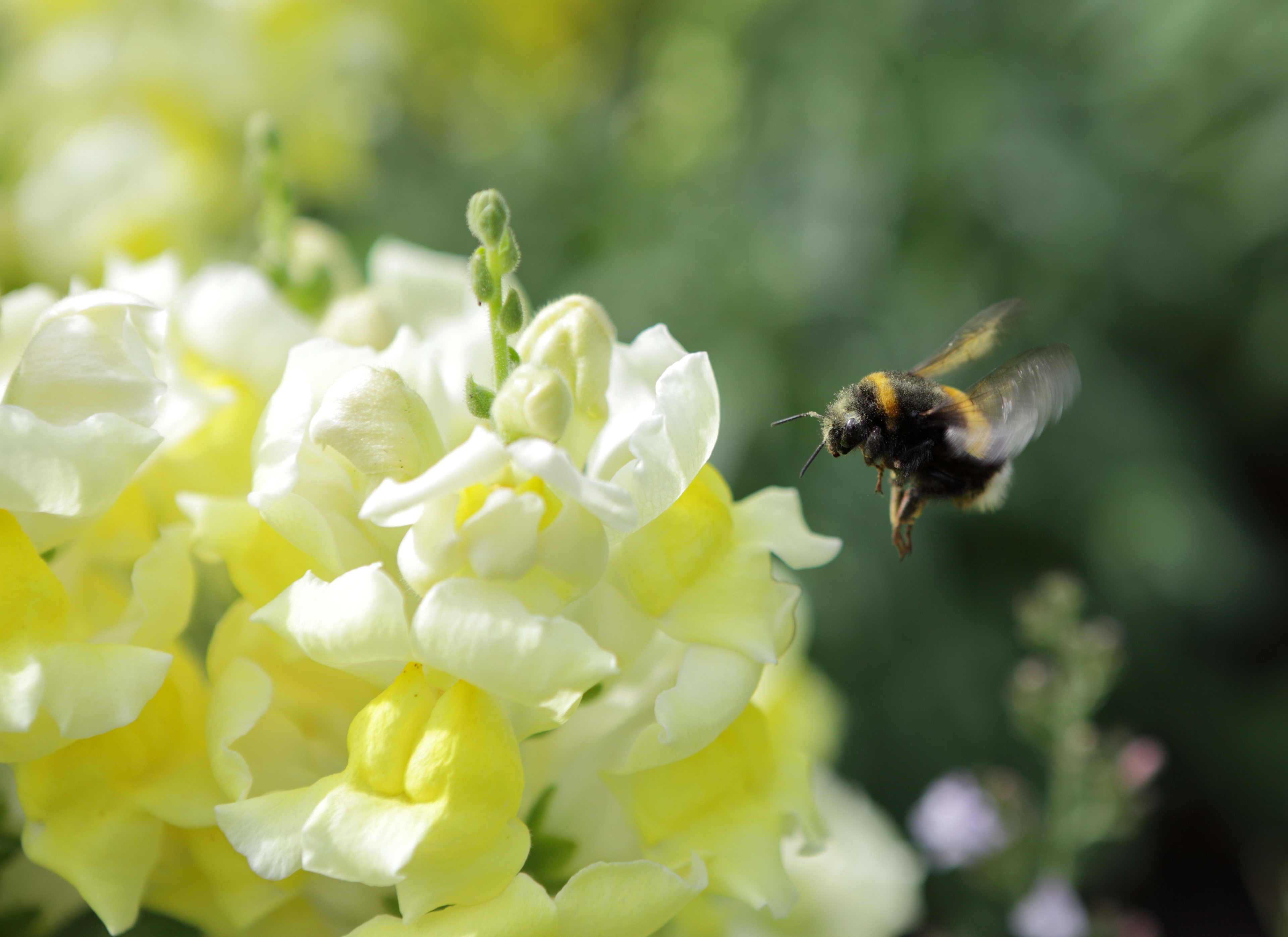 Why Do Snapdragons Come Back Each Year in Different Colors? - Dengarden