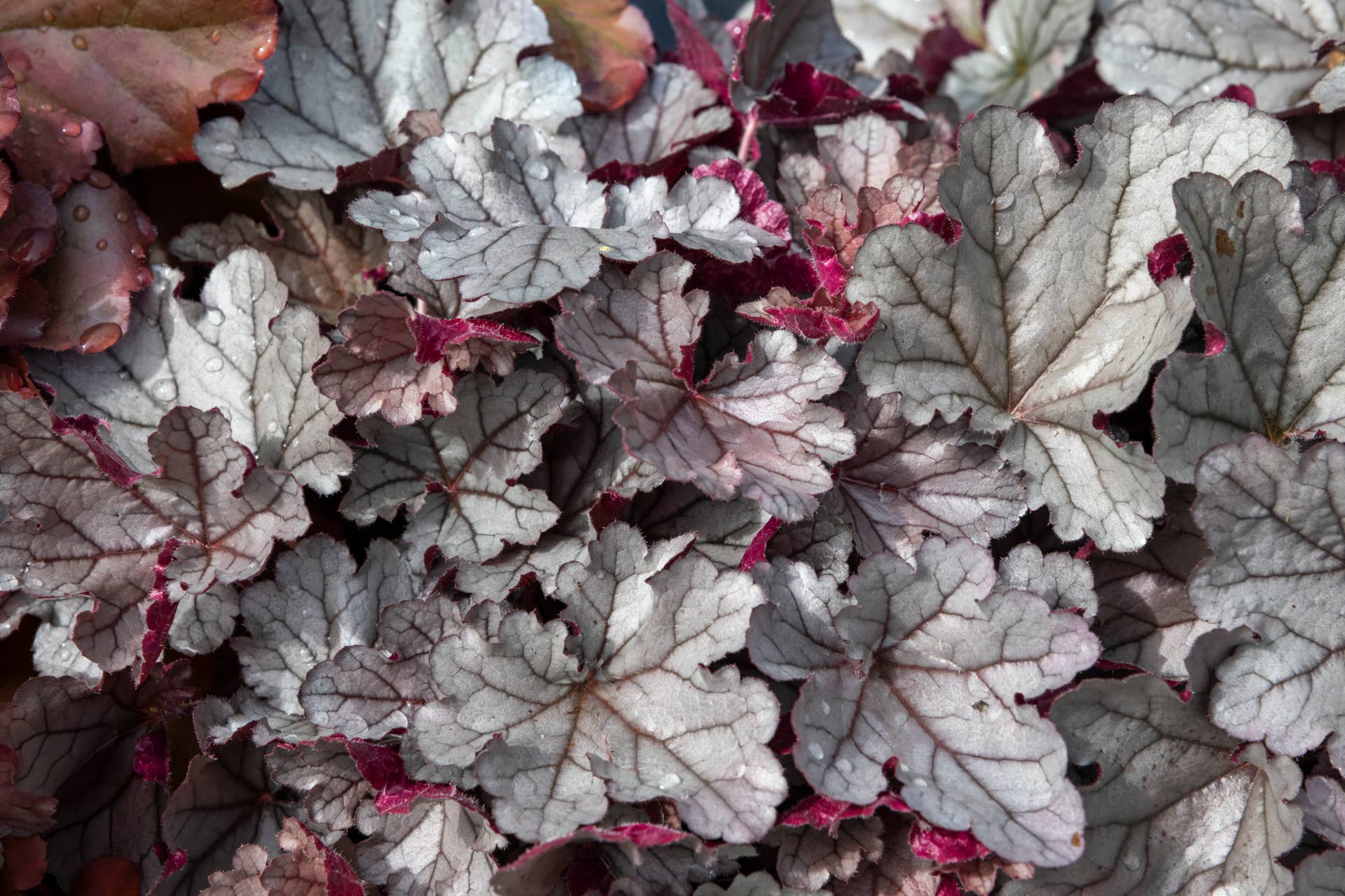 Perennials To Divide This Fall for A Bigger Garden Next Year - Dengarden