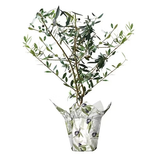 Aldi Is Selling Adorable Mini Olive Trees for a Complete Steal - Dengarden