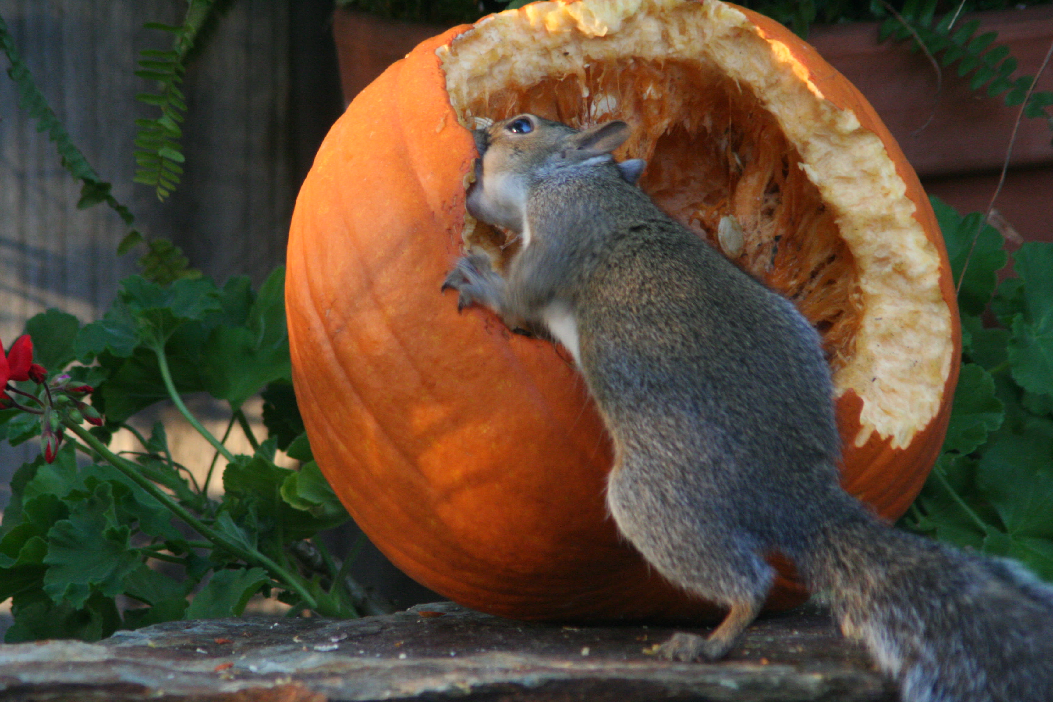 How to Stop Squirrels from Eating Your Pumpkins This Season - Dengarden