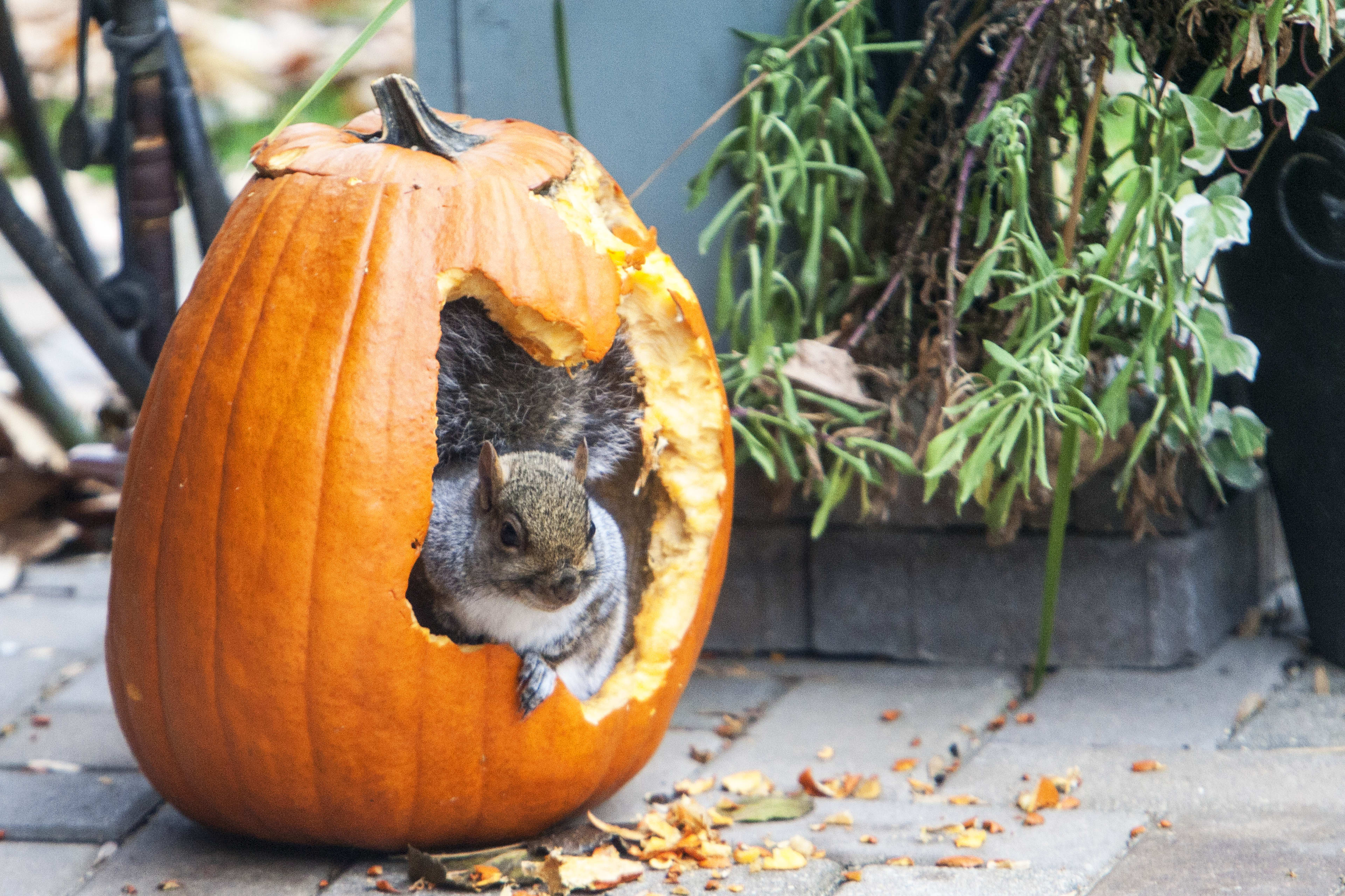 How to Stop Squirrels from Eating Your Pumpkins This Season - Dengarden
