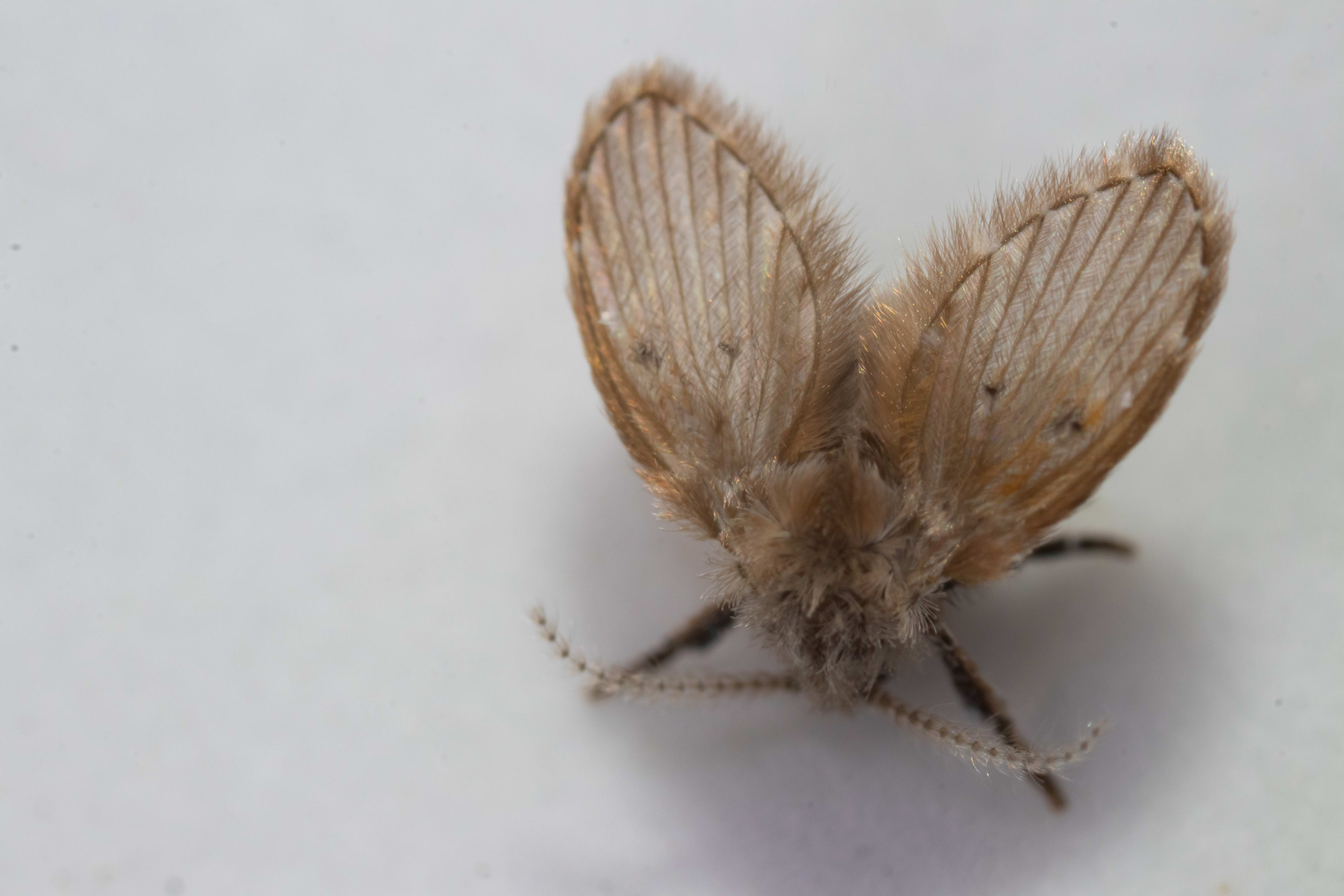 How to Identify and Control Insects and Bugs in Drains - Dengarden