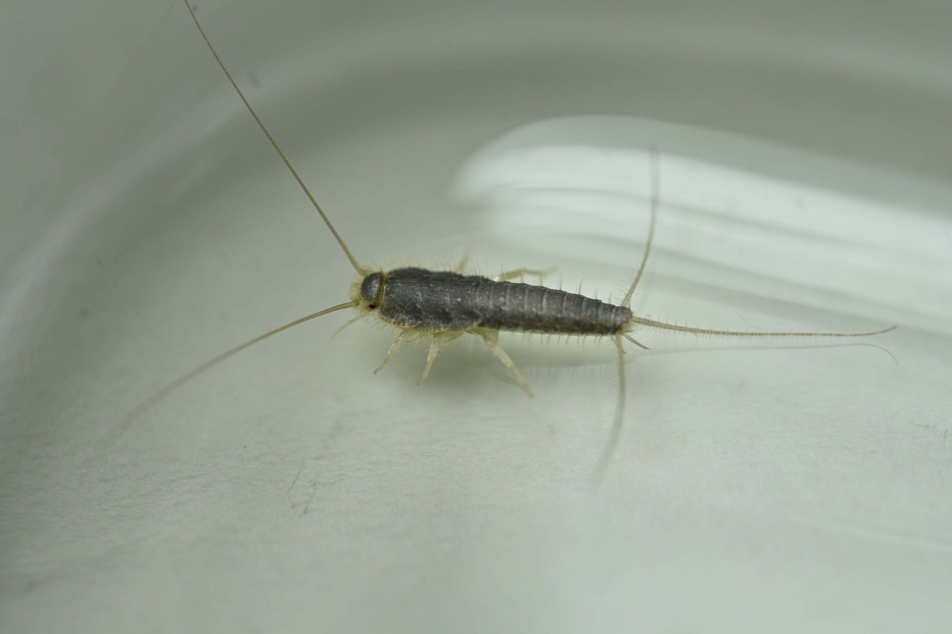 How to Identify and Control Insects and Bugs in Drains - Dengarden
