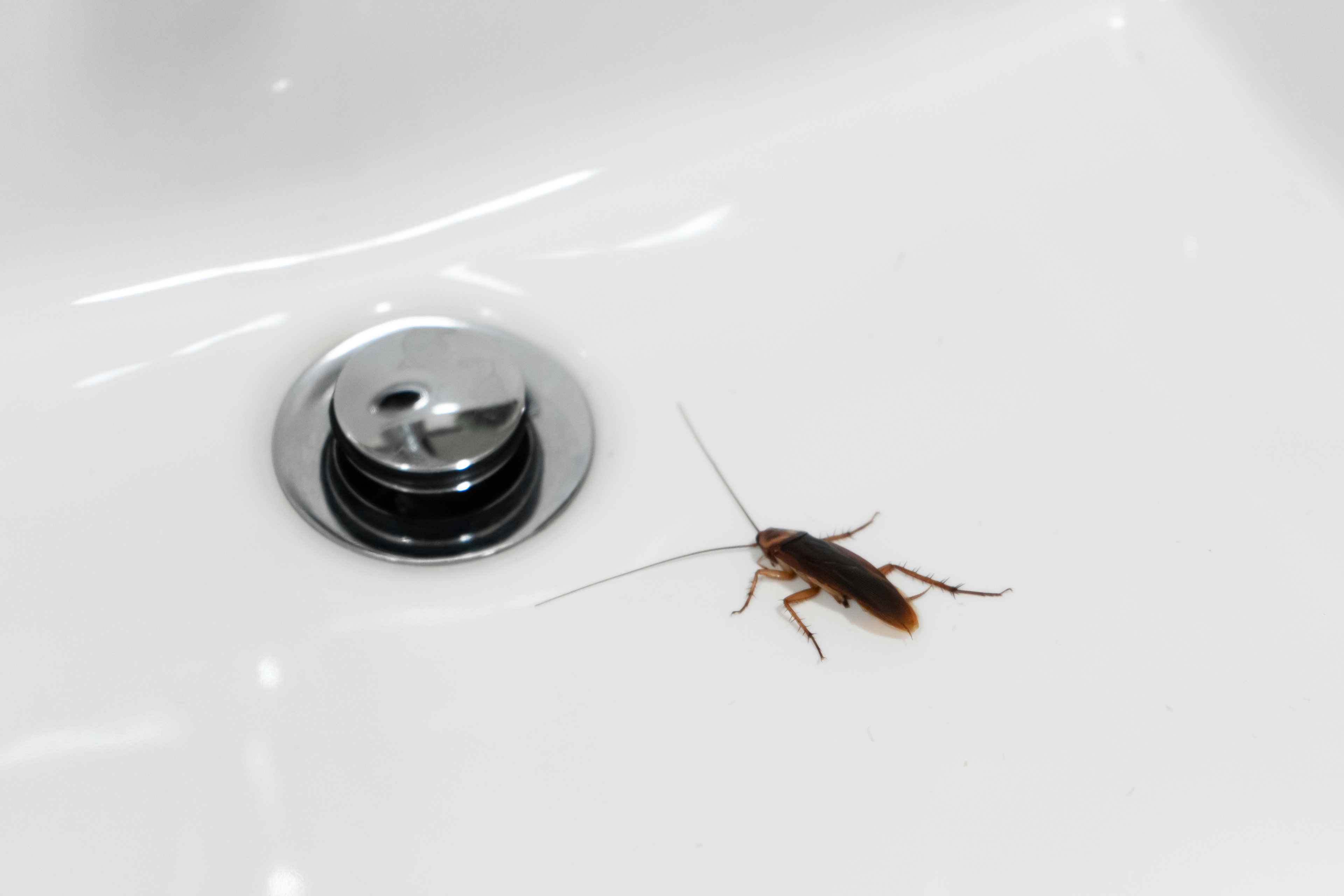 How to Identify and Control Insects and Bugs in Drains - Dengarden