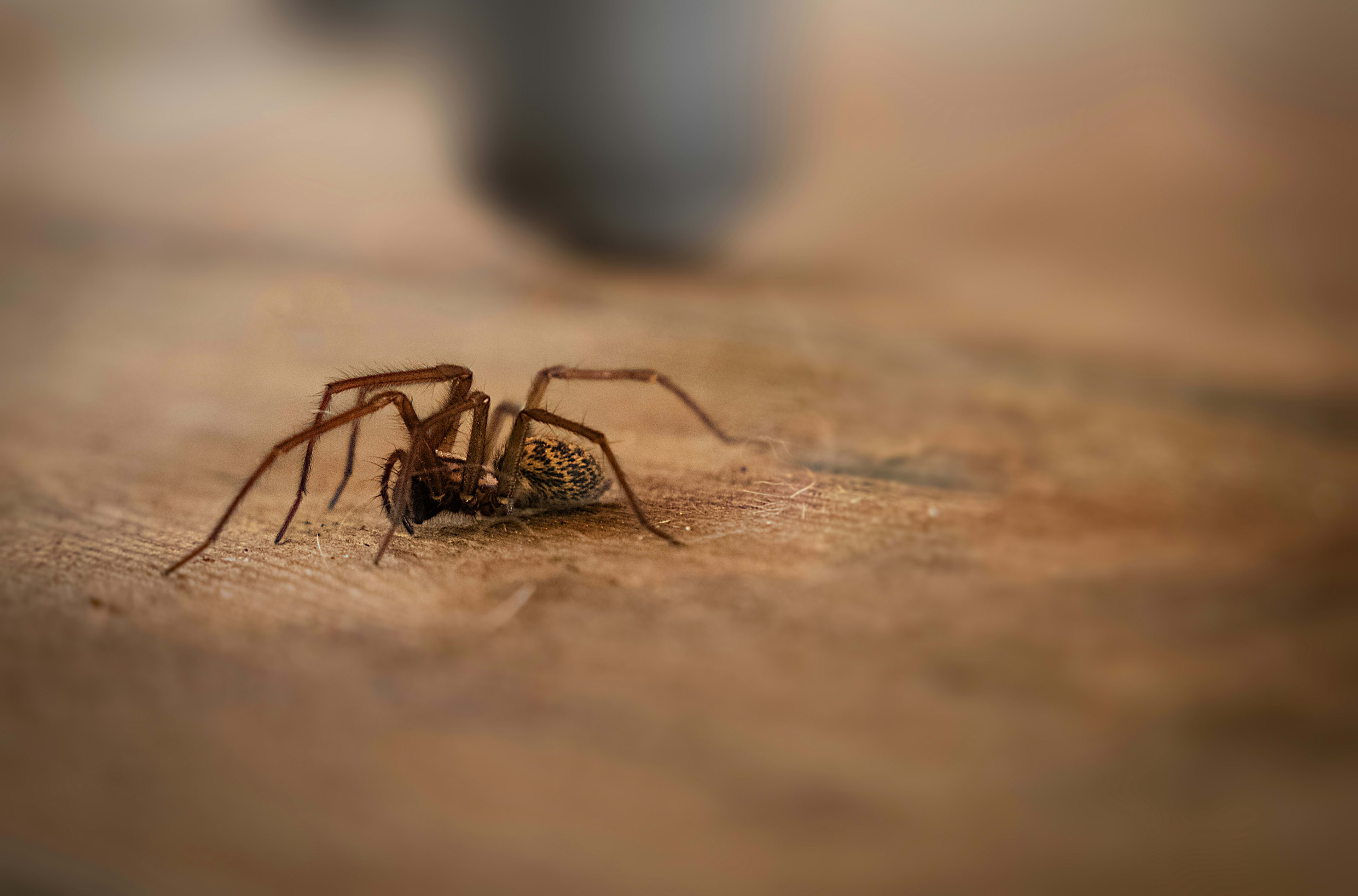 How to Identify and Deal With Bugs in Your Basement - Dengarden