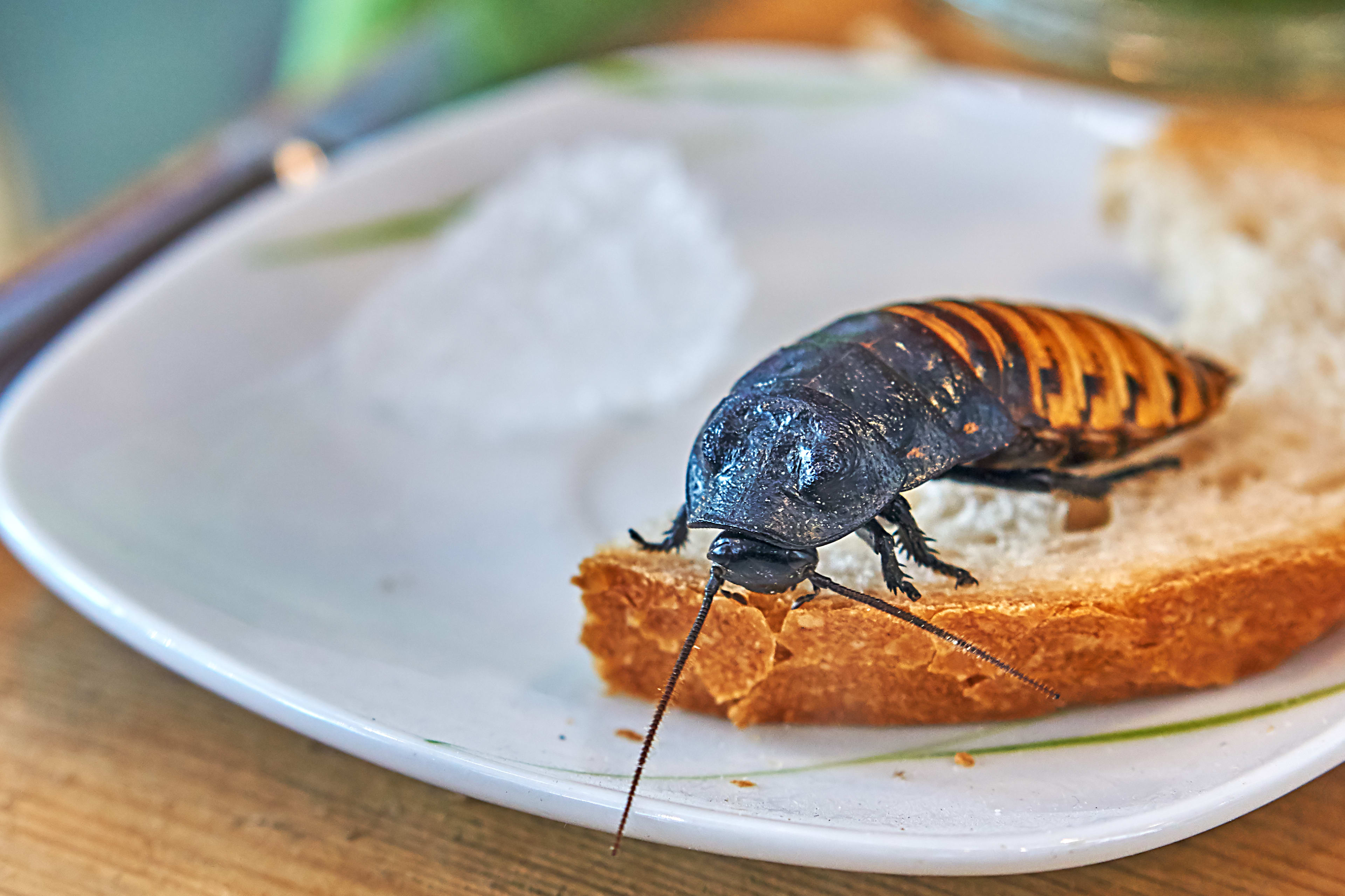 How to Identify and Deal With Insects in Your Kitchen - Dengarden