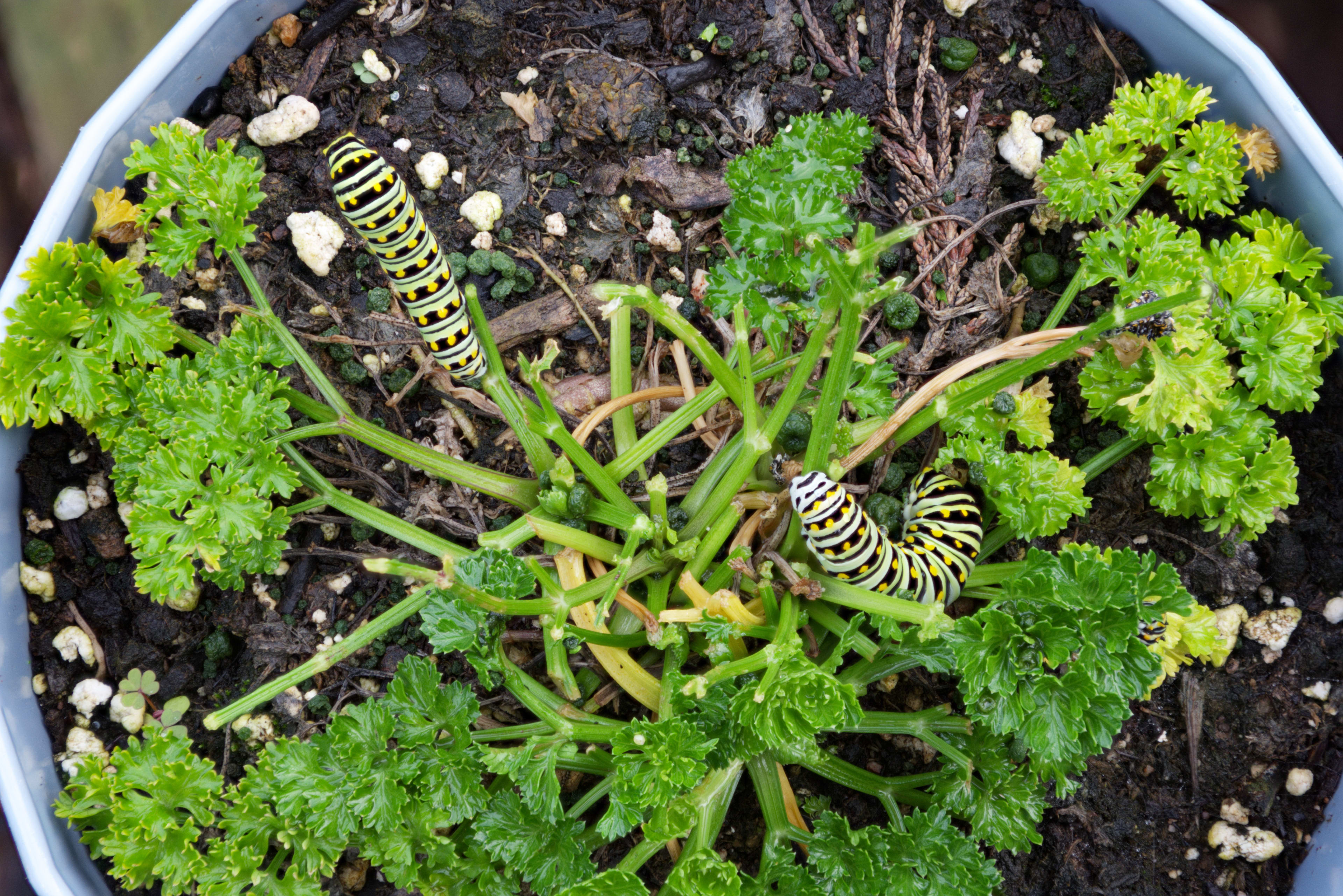 What's Eating Your Parsley? Check Our Guide to Parsley Pests to Find ...