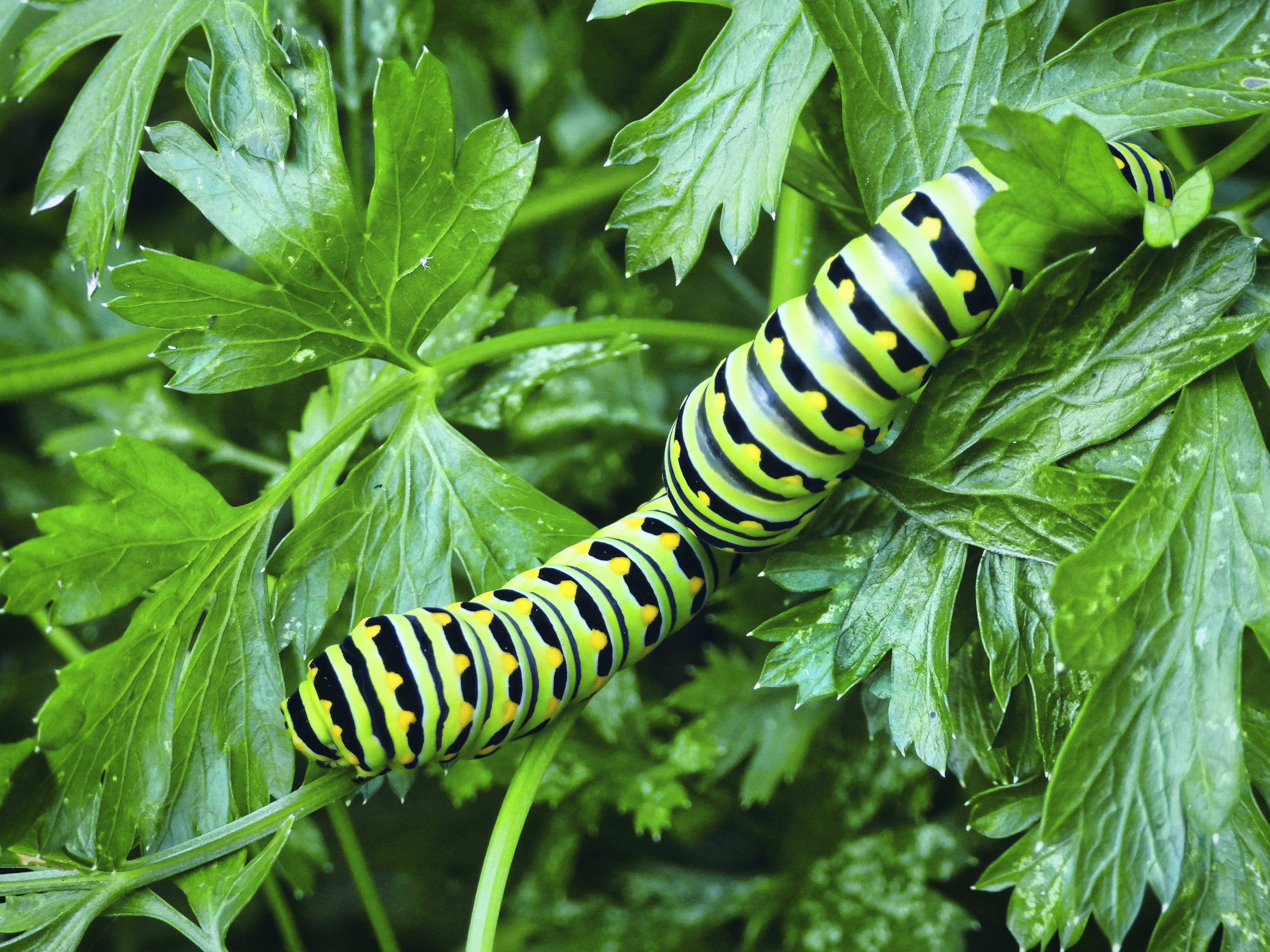 What's Eating Your Parsley? Check Our Guide to Parsley Pests to Find ...