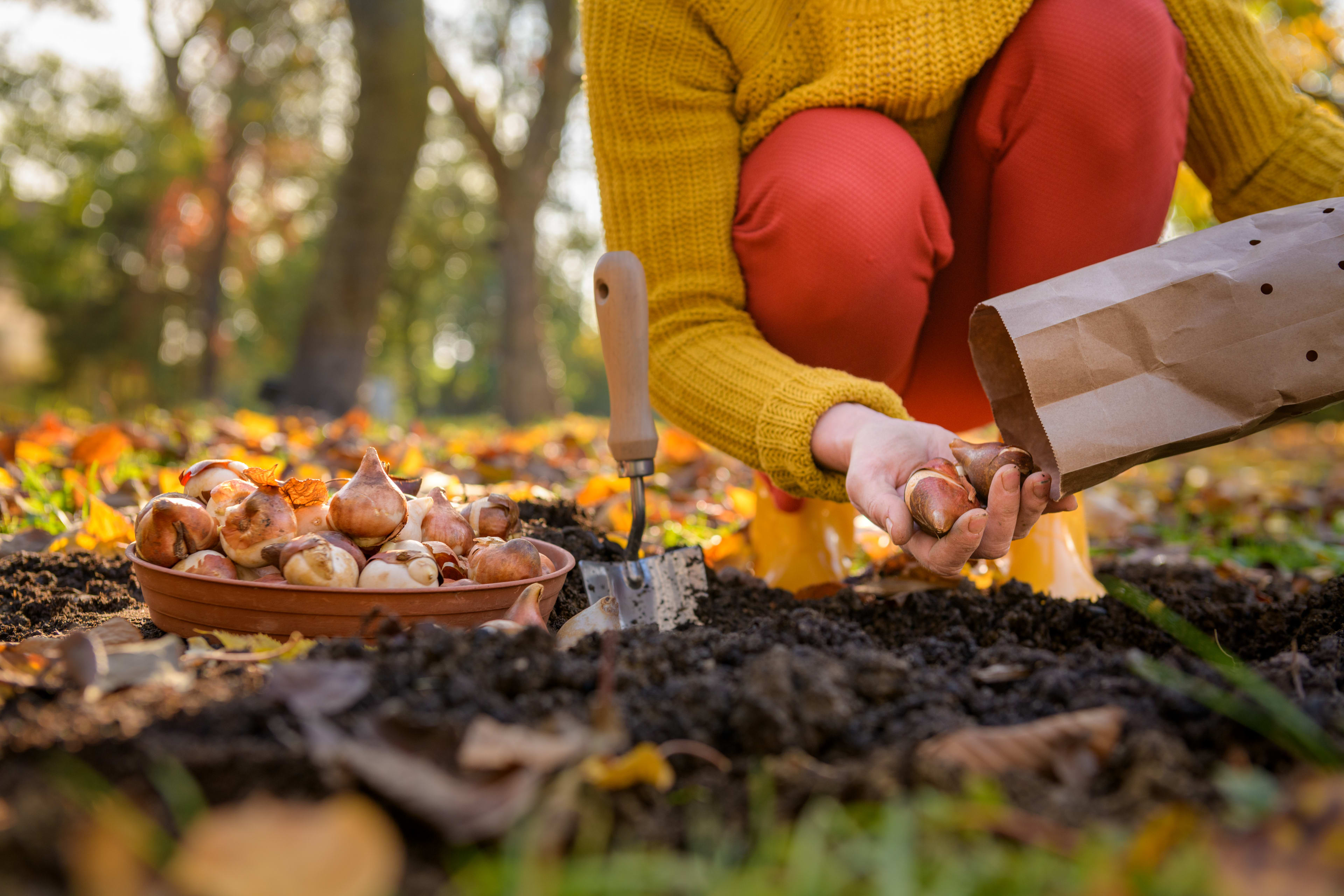 Fall Gardening Tasks: A Complete list of Garden Chores to Tackle in ...