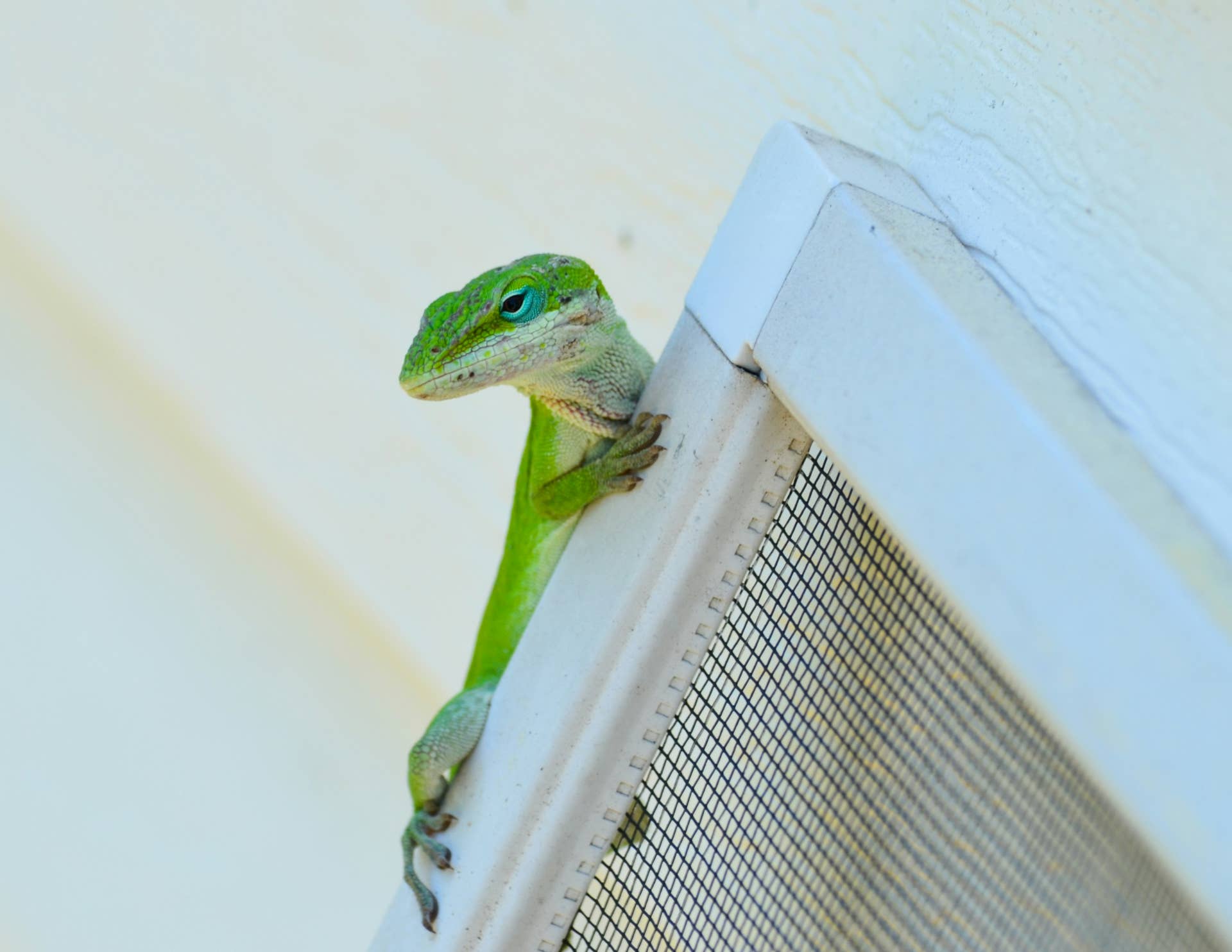 How to Get Rid of Geckos—Best Ways to Keep Your Home Lizard-Free ...