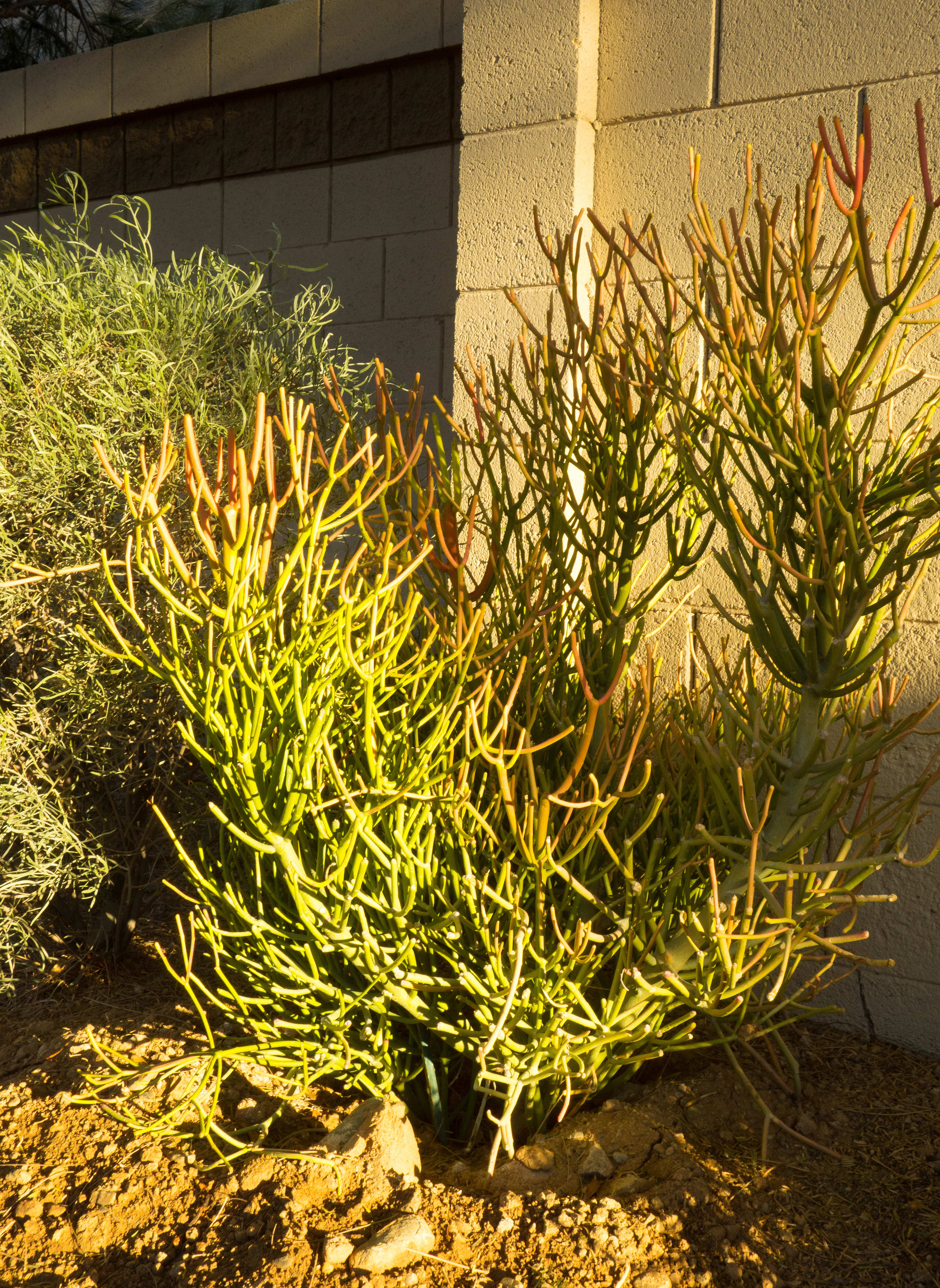 How to Care for Firestick Succulents - Dengarden