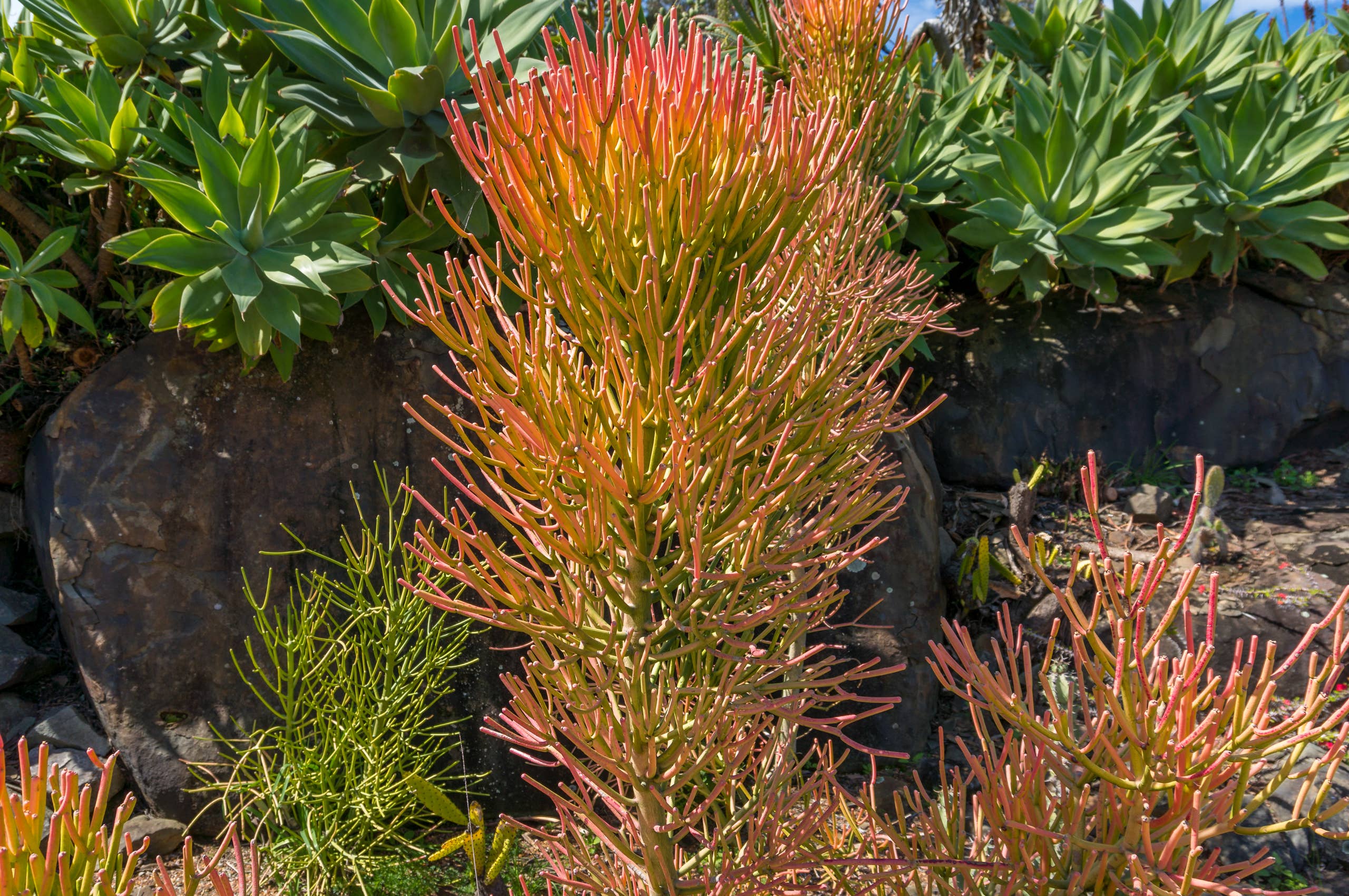 How to Care for Firestick Succulents - Dengarden