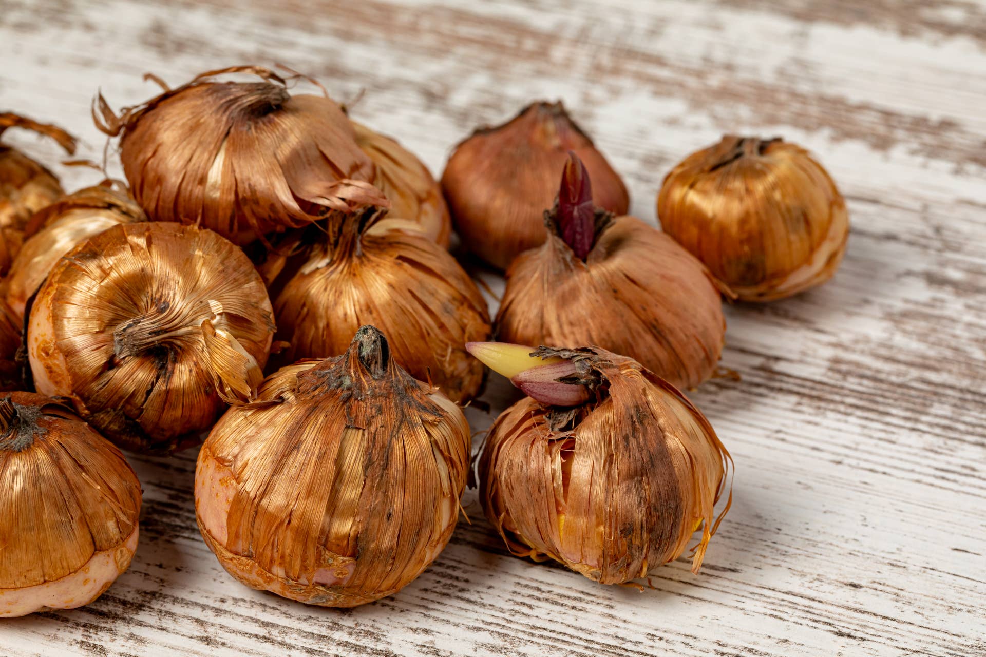 How to Dig Up Gladiolus Bulbs Before Frost Hits According to Experts ...